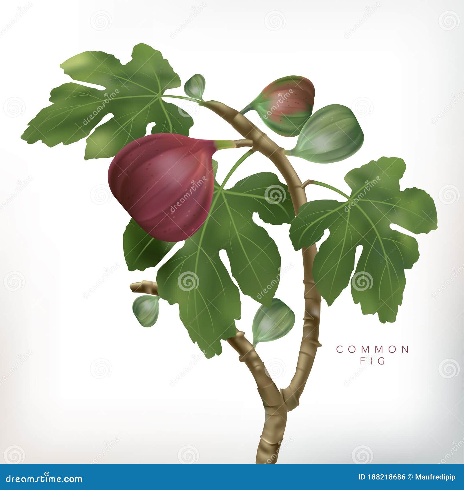 Vector 3D Illustration Common Fig Tree Illustration in White Stock ...