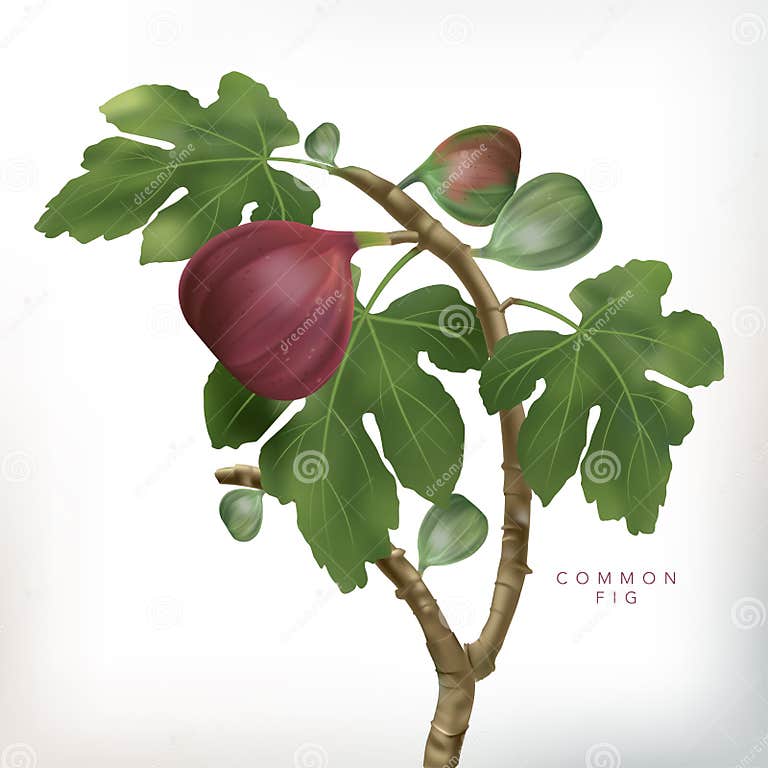 Vector 3D Illustration Common Fig Tree Illustration in White Stock ...