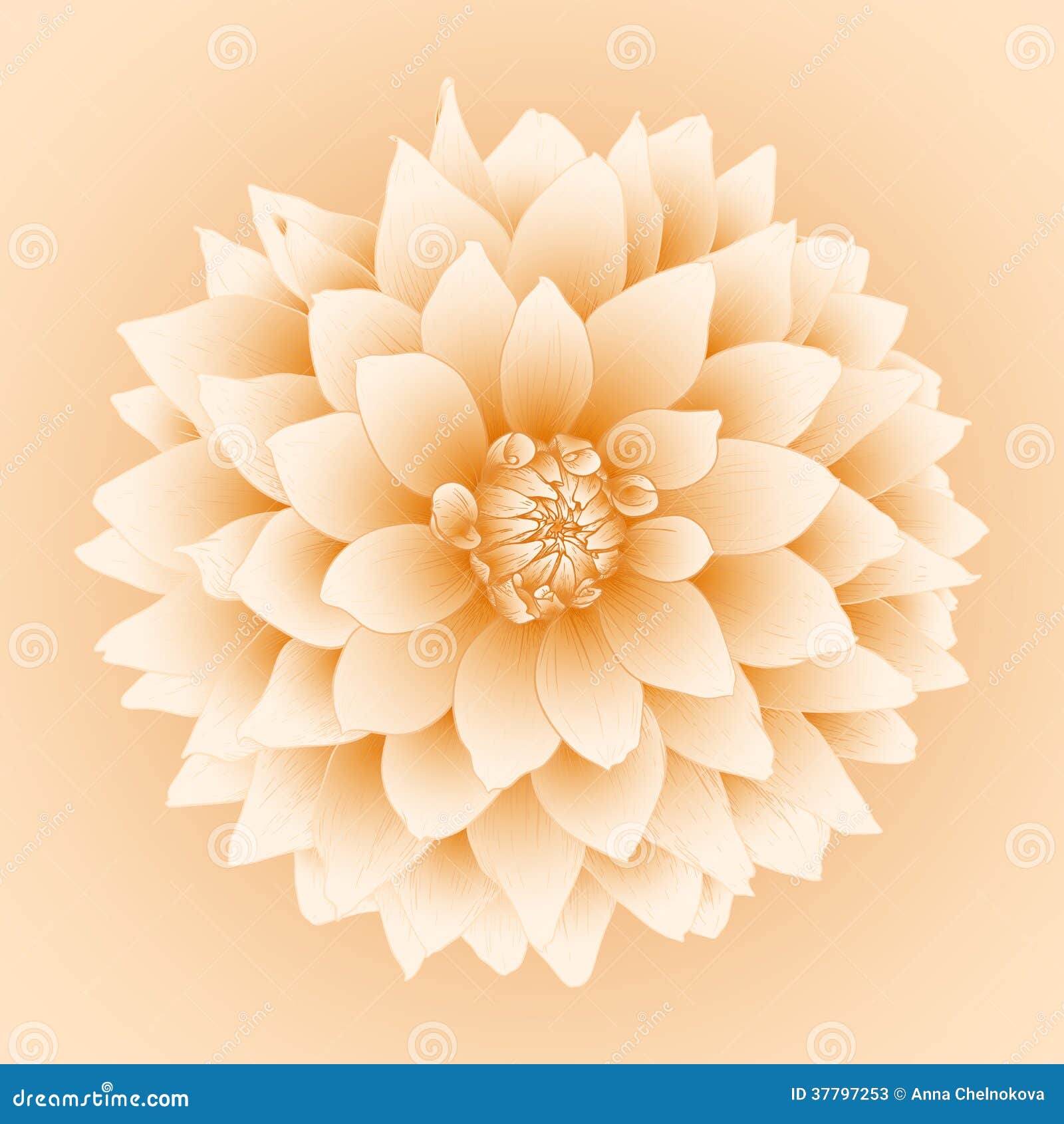 Vector dahlia flower. stock vector. Illustration of decoration - 37797253