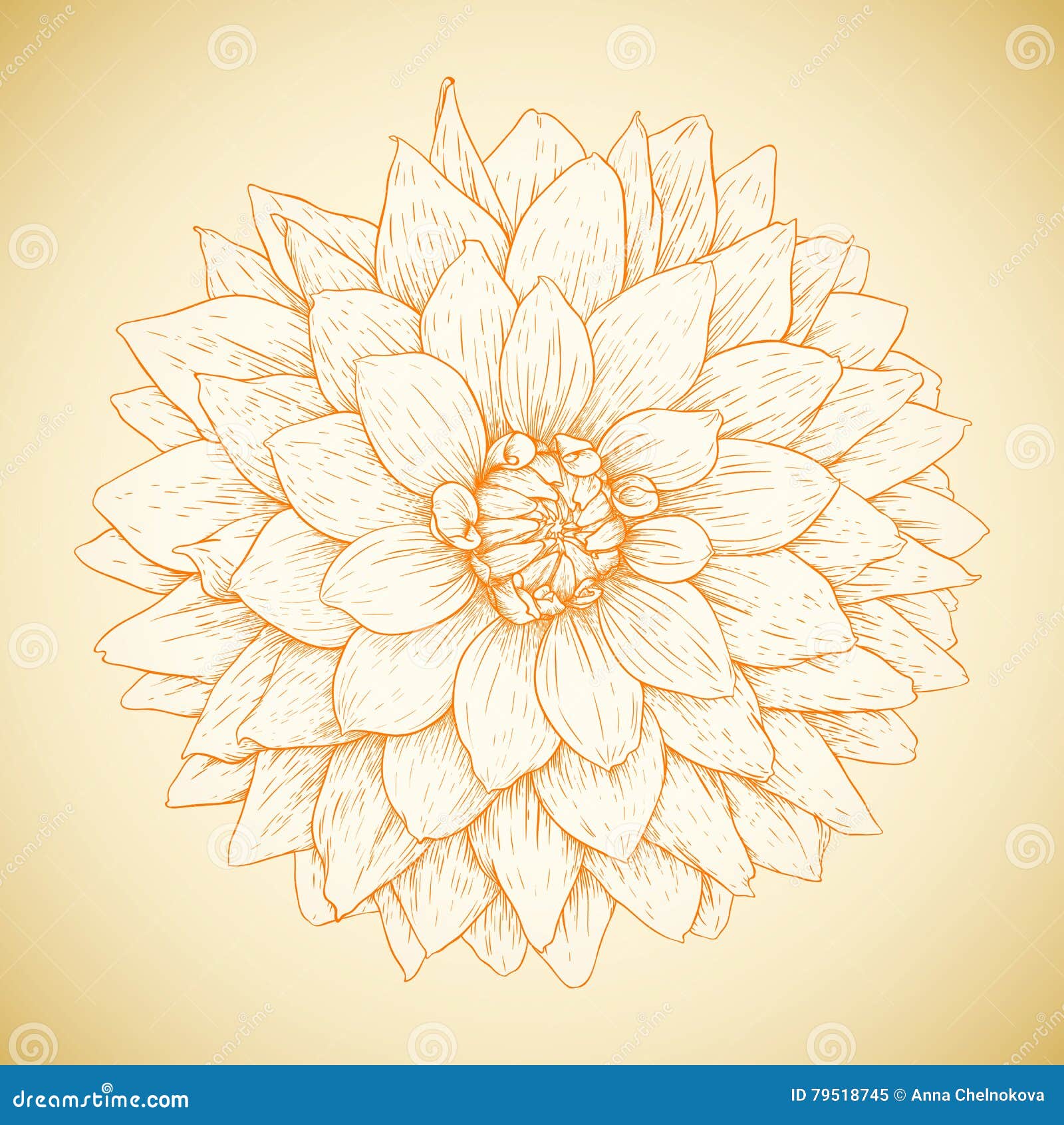 Vector dahlia flower. stock vector. Illustration of vintage - 79518745
