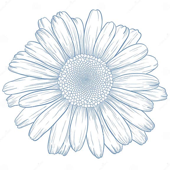 Vector daisy. stock vector. Illustration of nature, flourish - 22770326