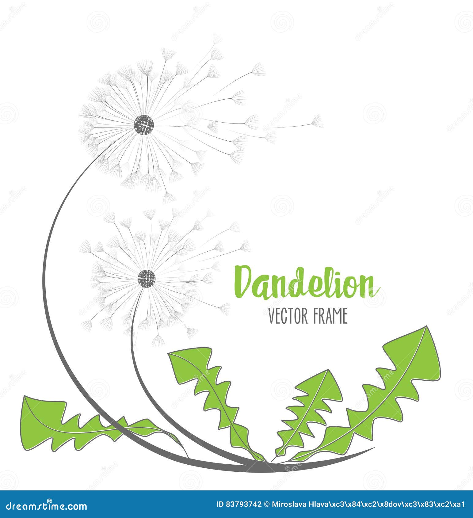 Vector dandelion flower stock vector. Illustration of light - 83793742