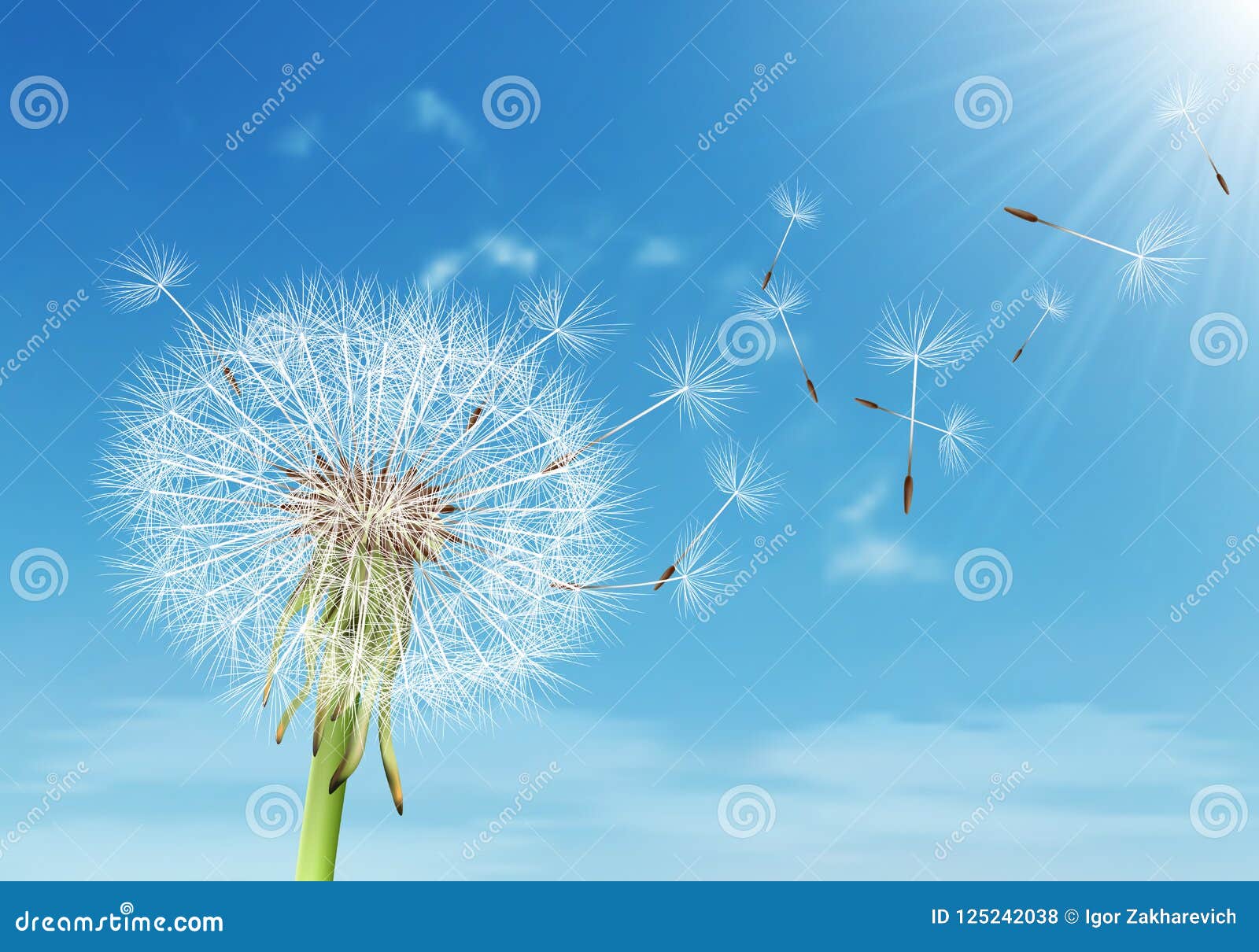 Dandelion with Flying Seeds on Cloudy Sky Stock Photo - Image of flimsy ... Dandelion with Flying Seeds on Cloudy Sky Stock Photo - Image of flimsy ...