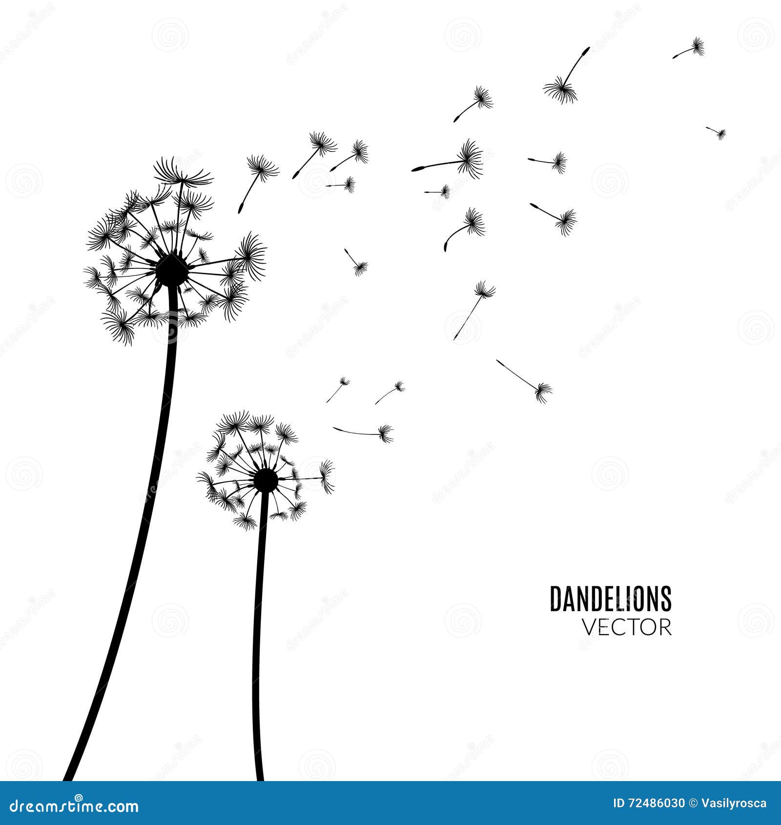 Vector Dandelion Silhouette. Flying Dandelion Buds Black on White ...