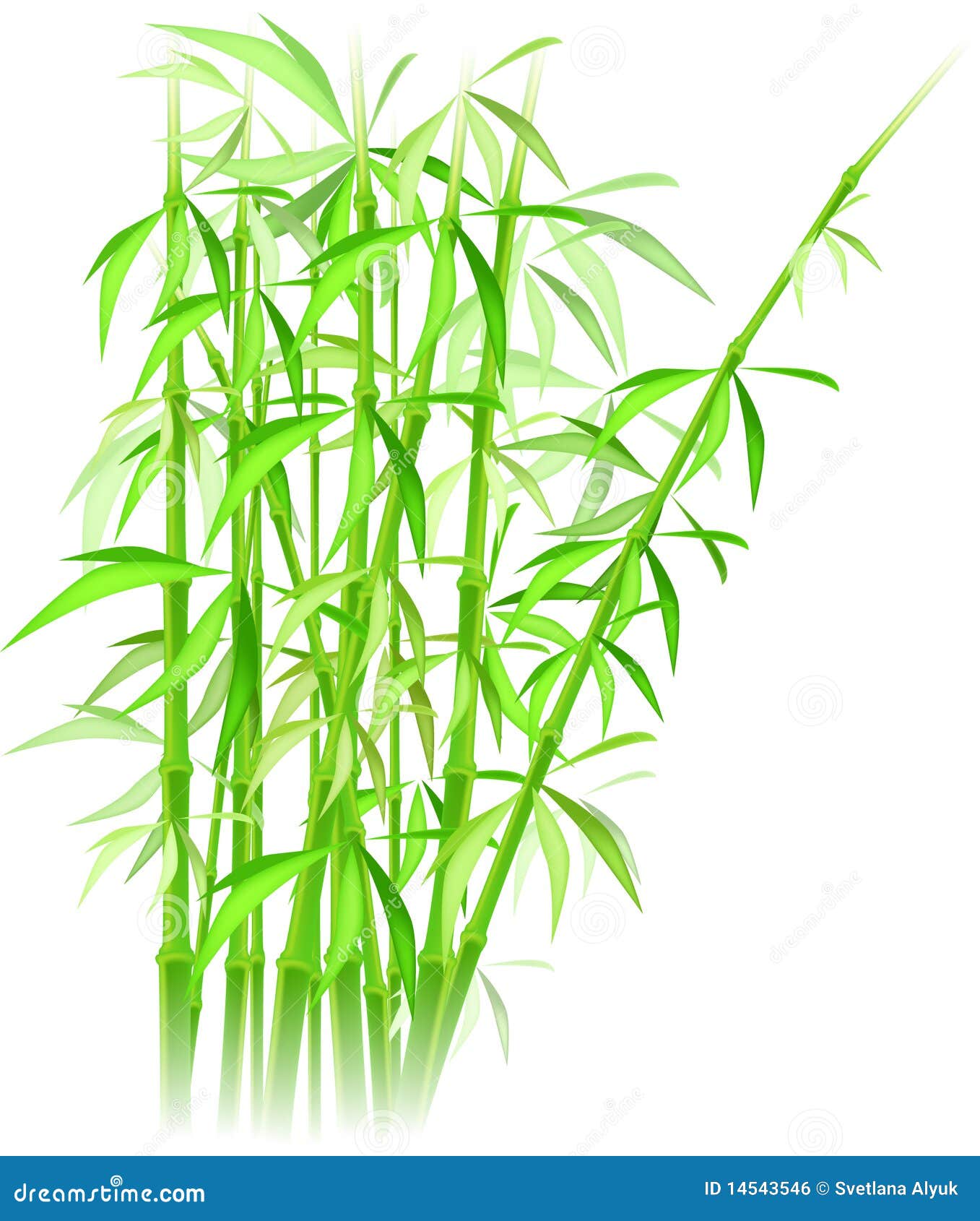 Vector de bambú ilustración del vector. Ilustración de planta - 14543546