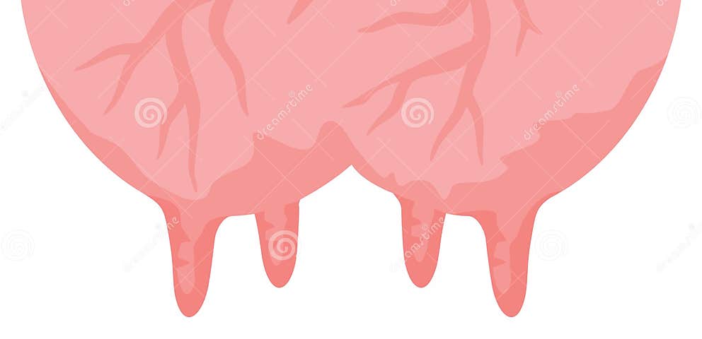 Vector de color de vaca ilustración del vector. Ilustración de icono ...