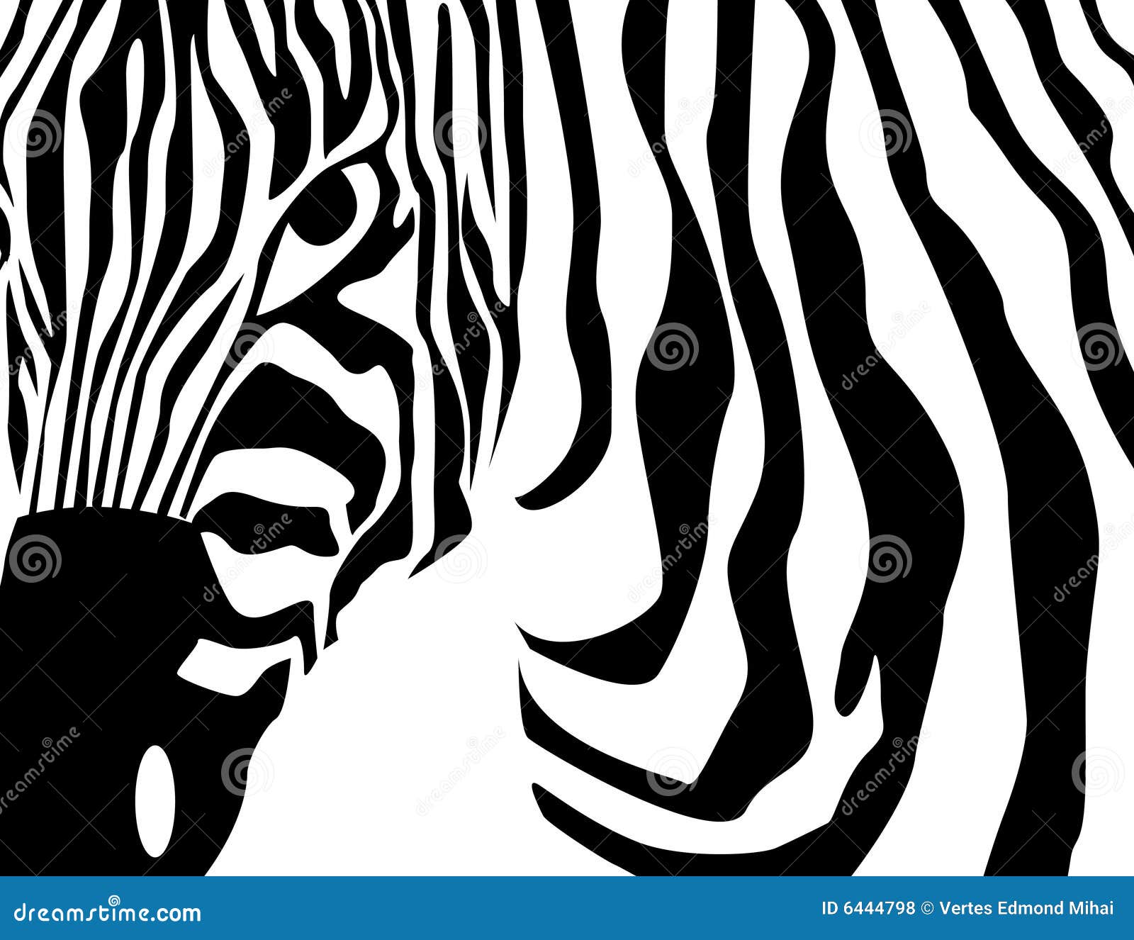 Vector de la cebra ilustración del vector. Ilustración de animal - 6444798