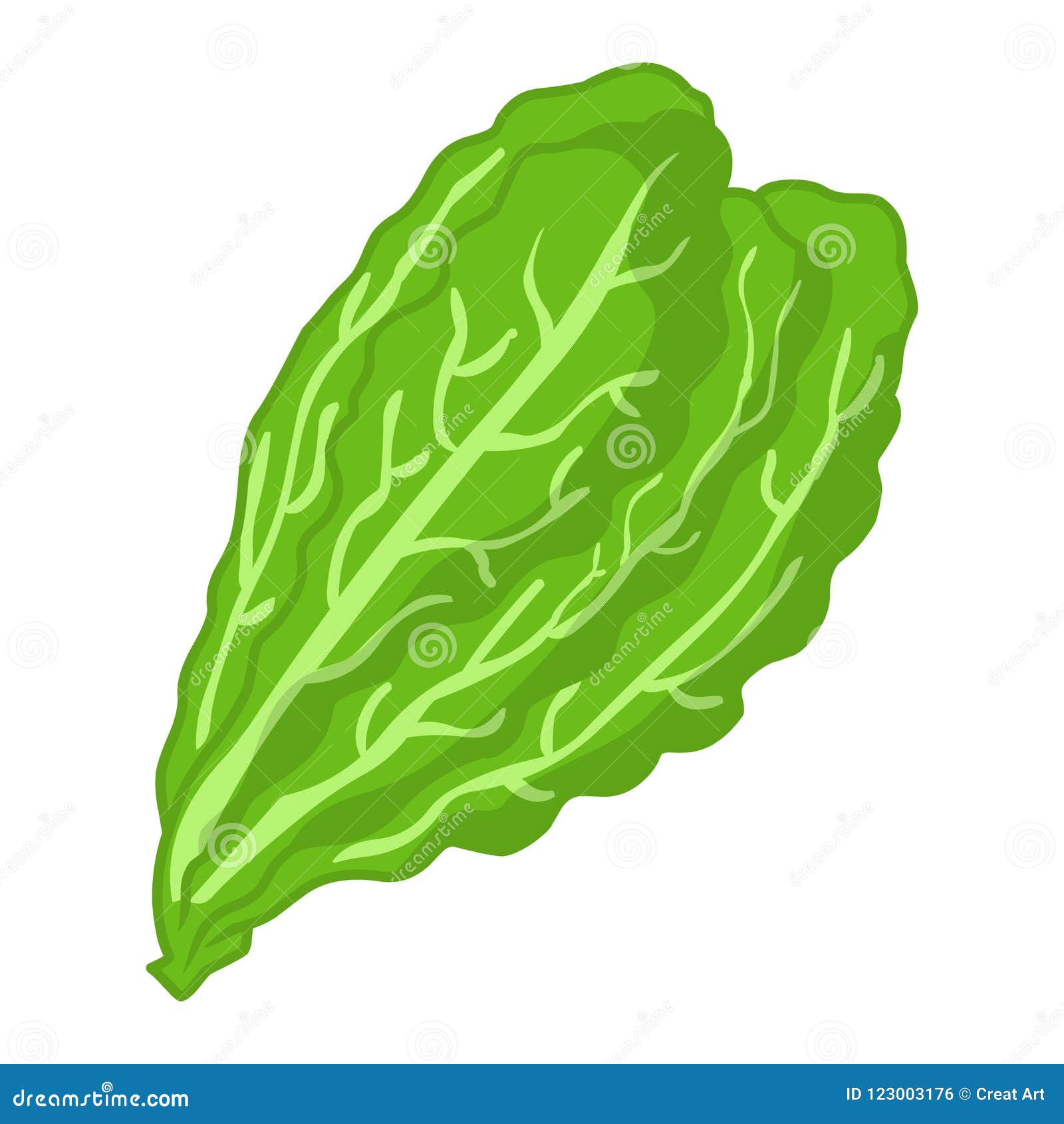 Vector De La Lechuga Ejemplo De La Lechuga Ilustración del Vector ...