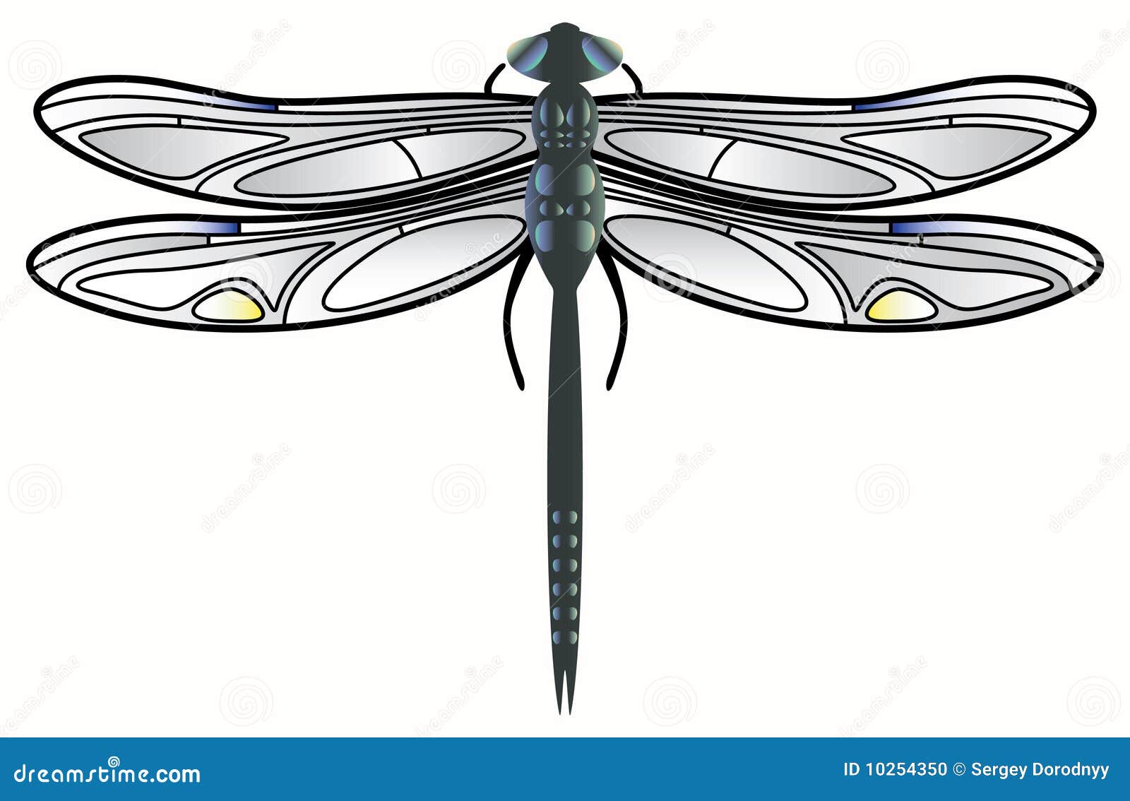 Vector de la libélula. ilustración del vector. Ilustración de mosca ...