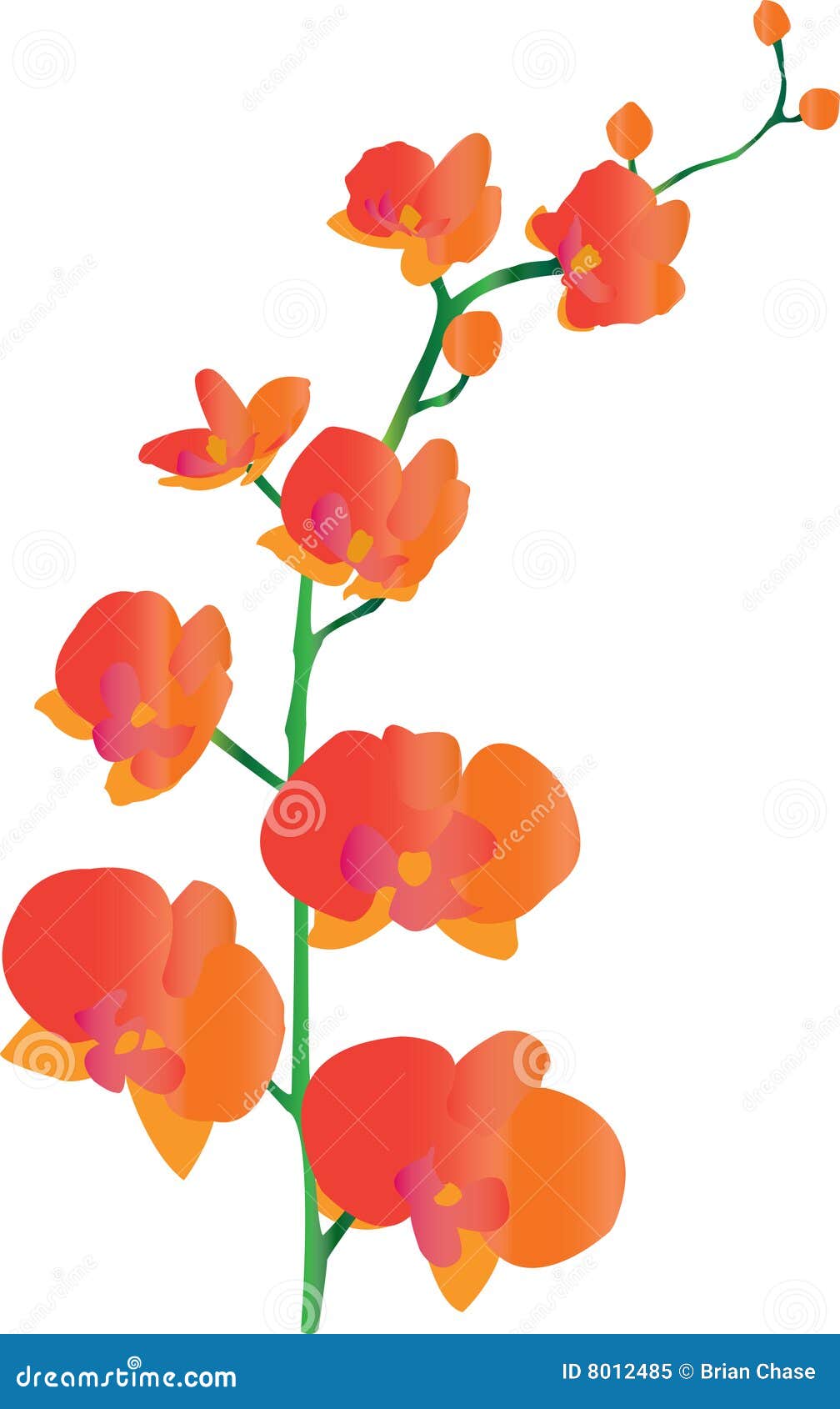 VECTOR de la orquídea ilustración del vector. Ilustración de ...