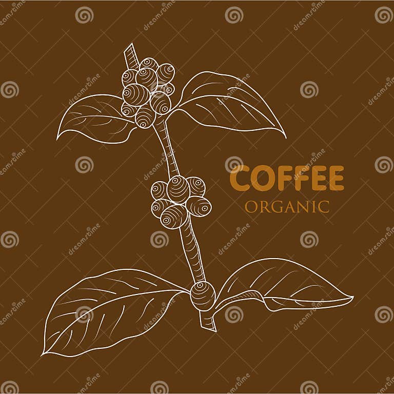 Vector del cafeto ilustración del vector. Ilustración de travieso ...