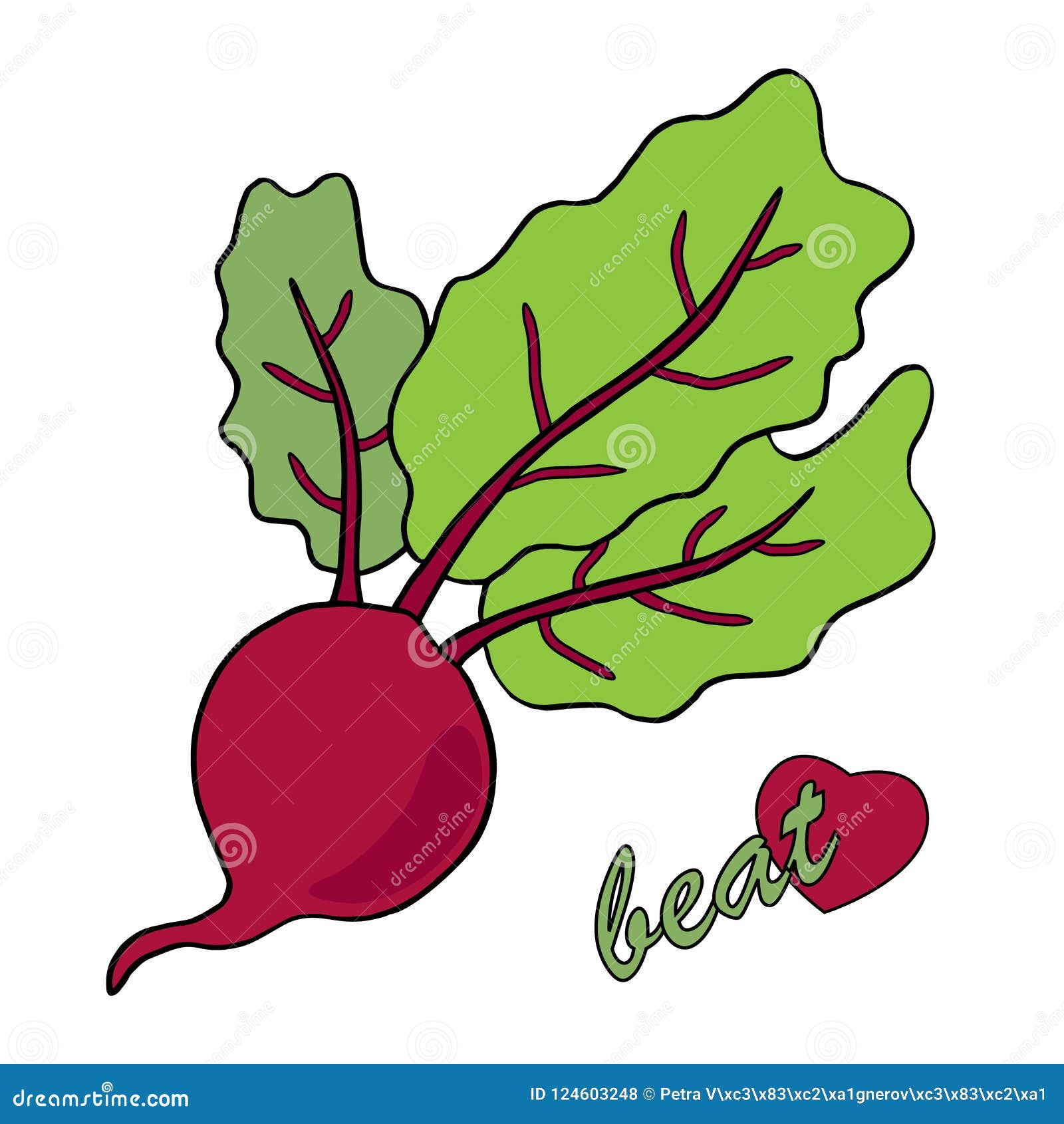 Vector Del Ejemplo De Las Remolachas Fondo Blanco Ilustración del ...