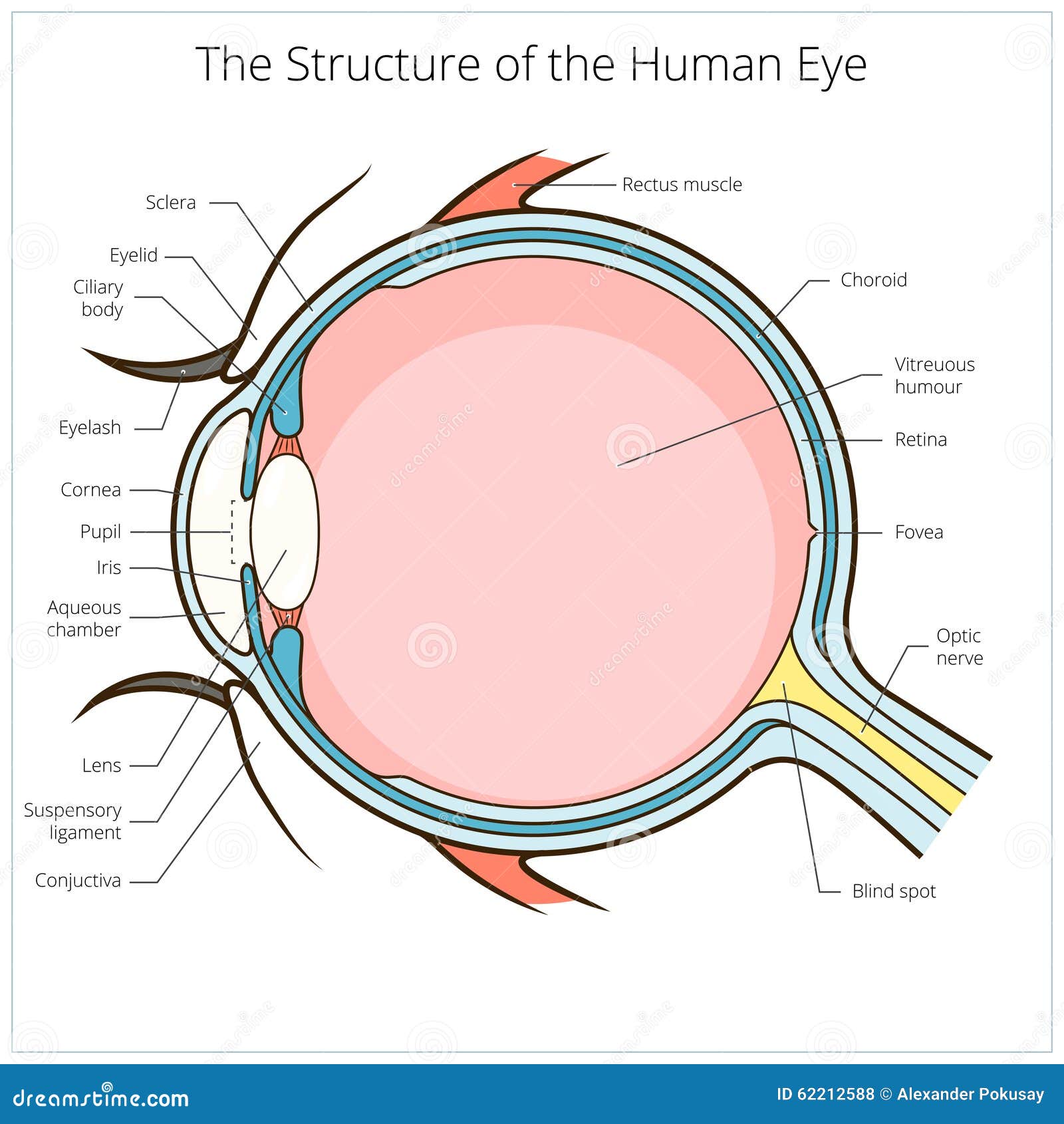 Vector Del Esquema De La Estructura Del Ojo Humano Ilustración del ...
