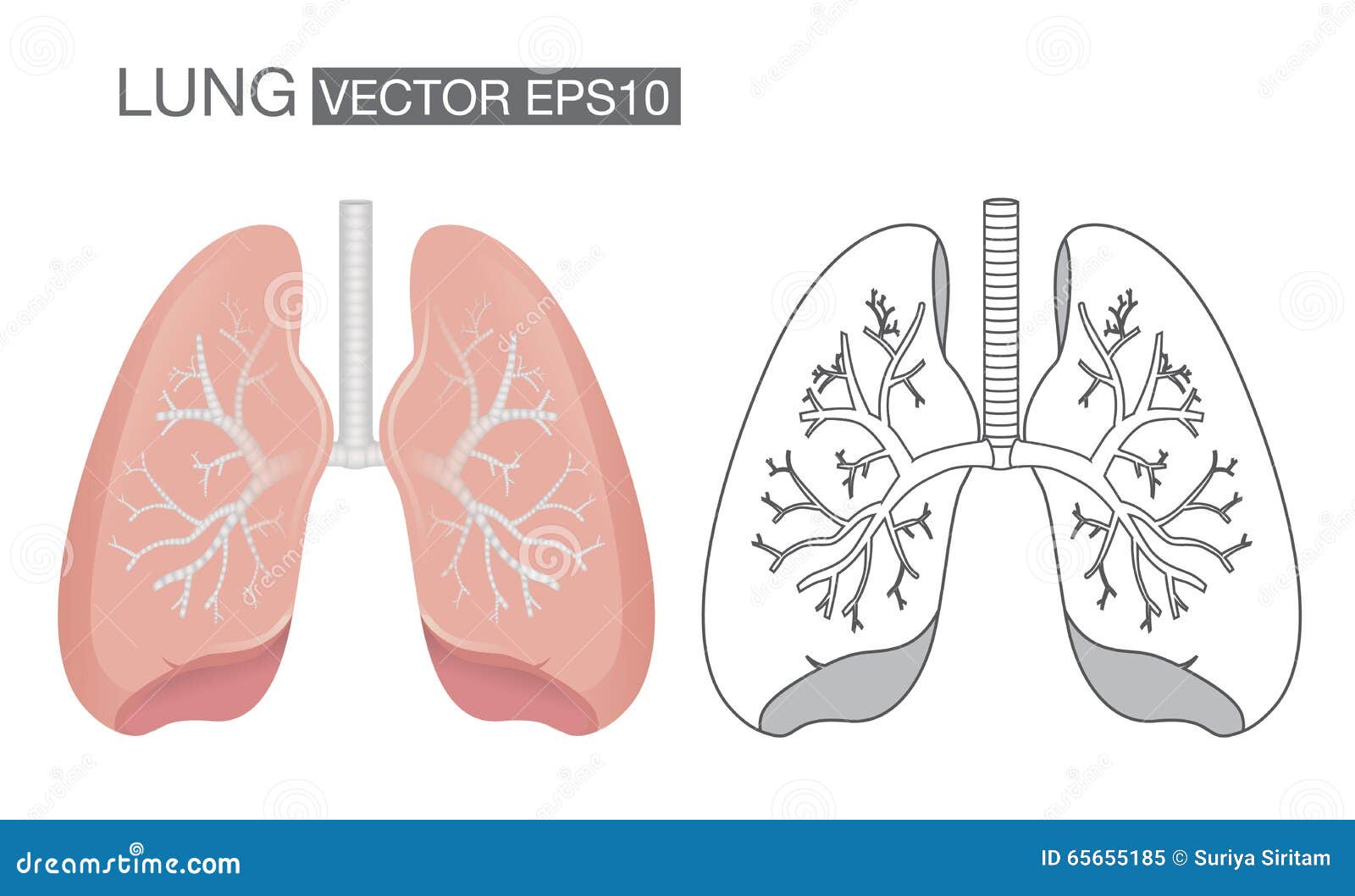 Vector del pulmón ilustración del vector. Ilustración de etapas - 65655185