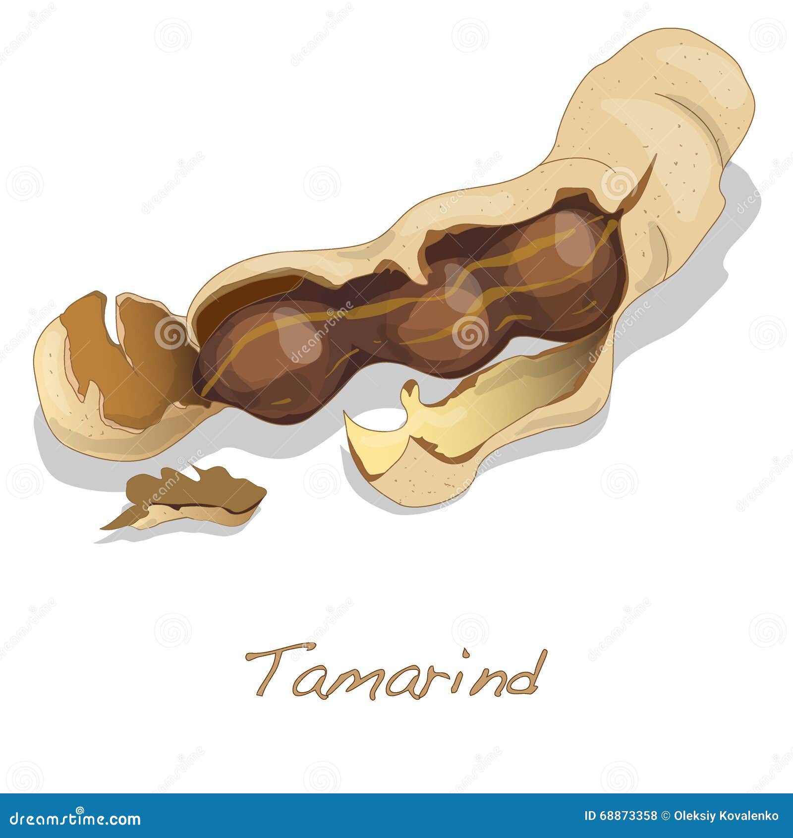 Vector del tamarindo ilustración del vector. Ilustración de fresco ...