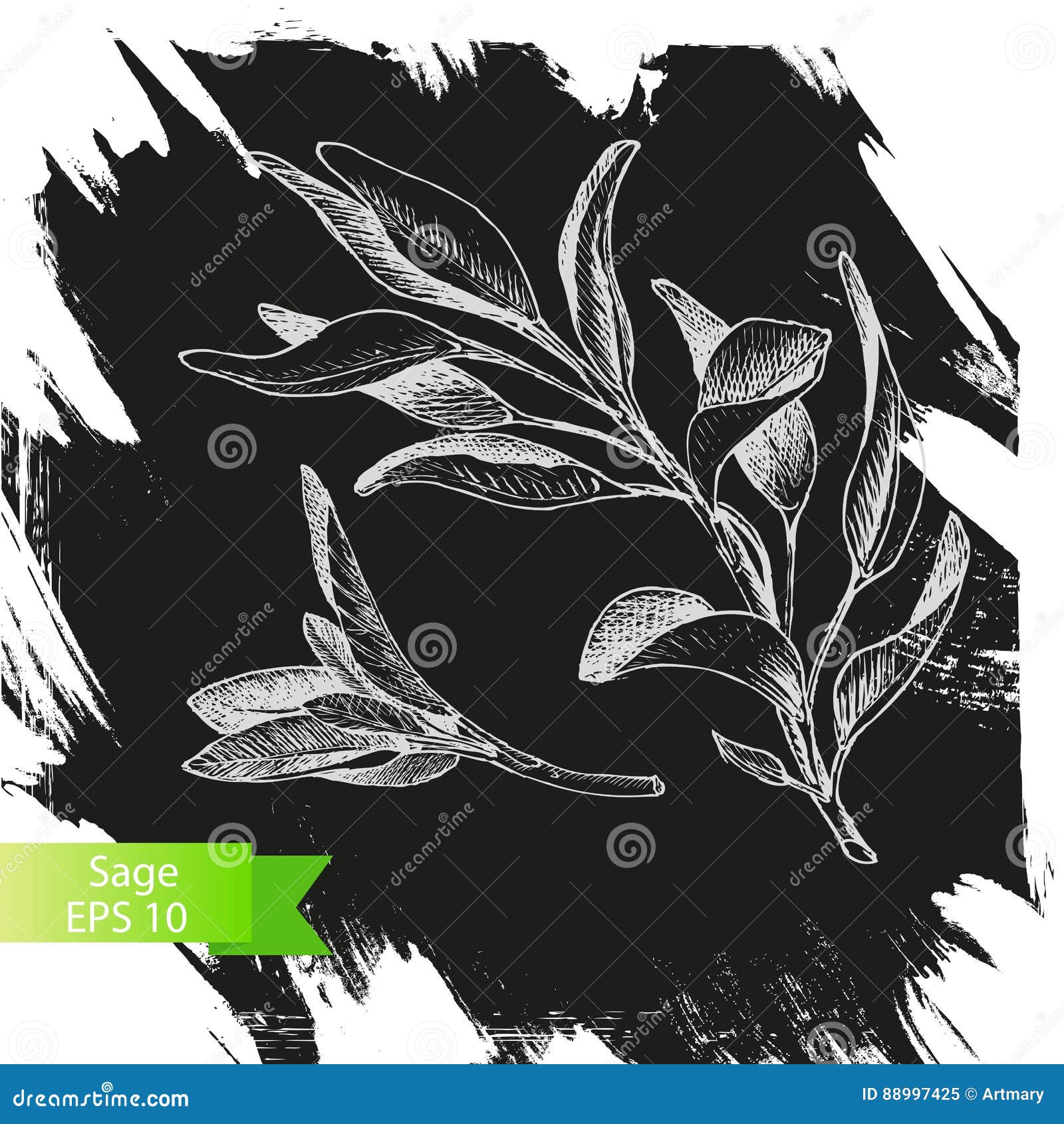 Vector Den Hintergrund, Skizzieren Sie Den Salbei Stock Abbildung ...