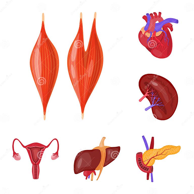 Isolated Object of Anatomy and Organ Logo. Collection of Anatomy and ... Isolated Object of Anatomy and Organ Logo. Collection of Anatomy and ...