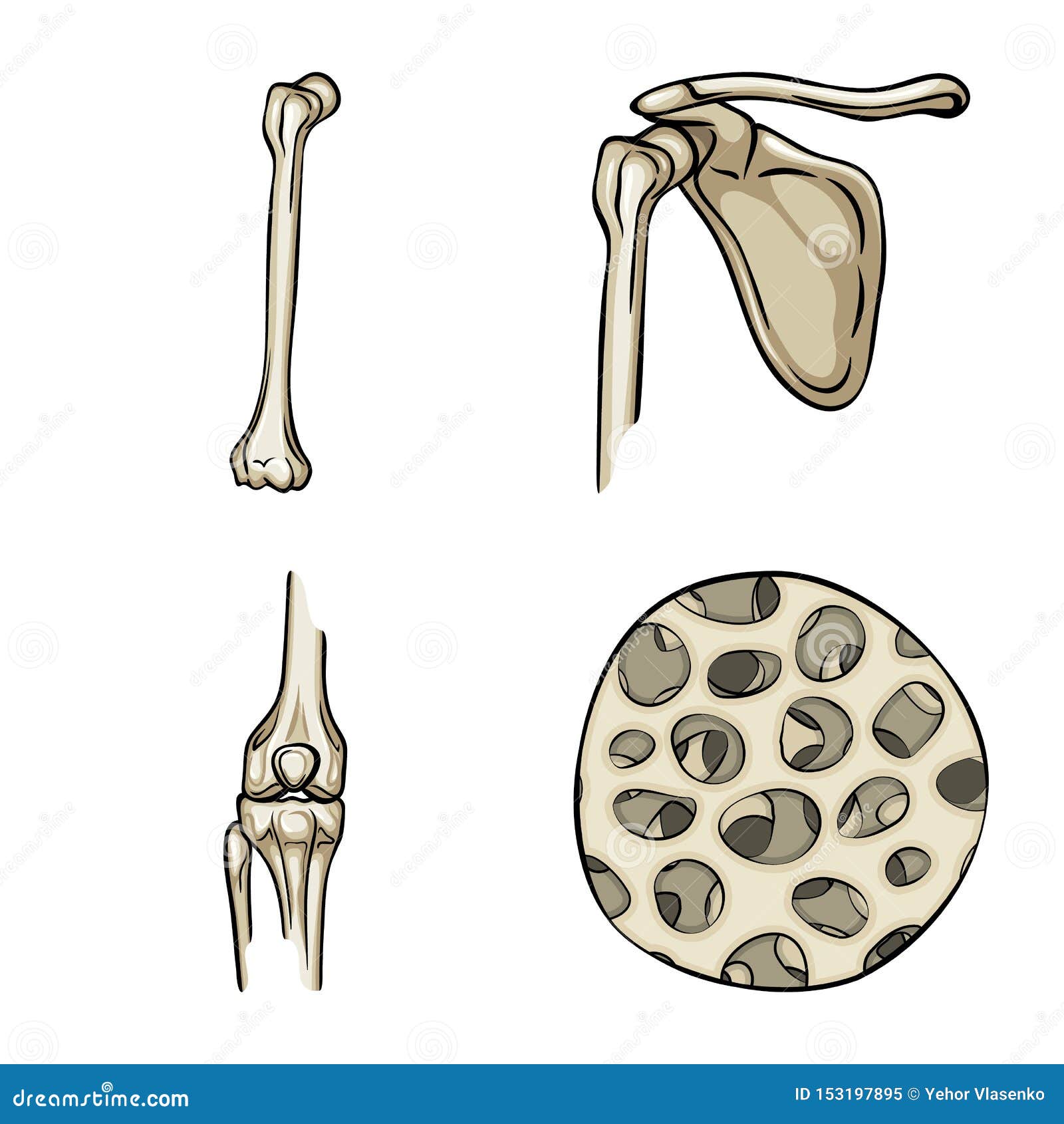 Vector Design of Bone and Skeleton Icon. Collection of Bone and Human ...