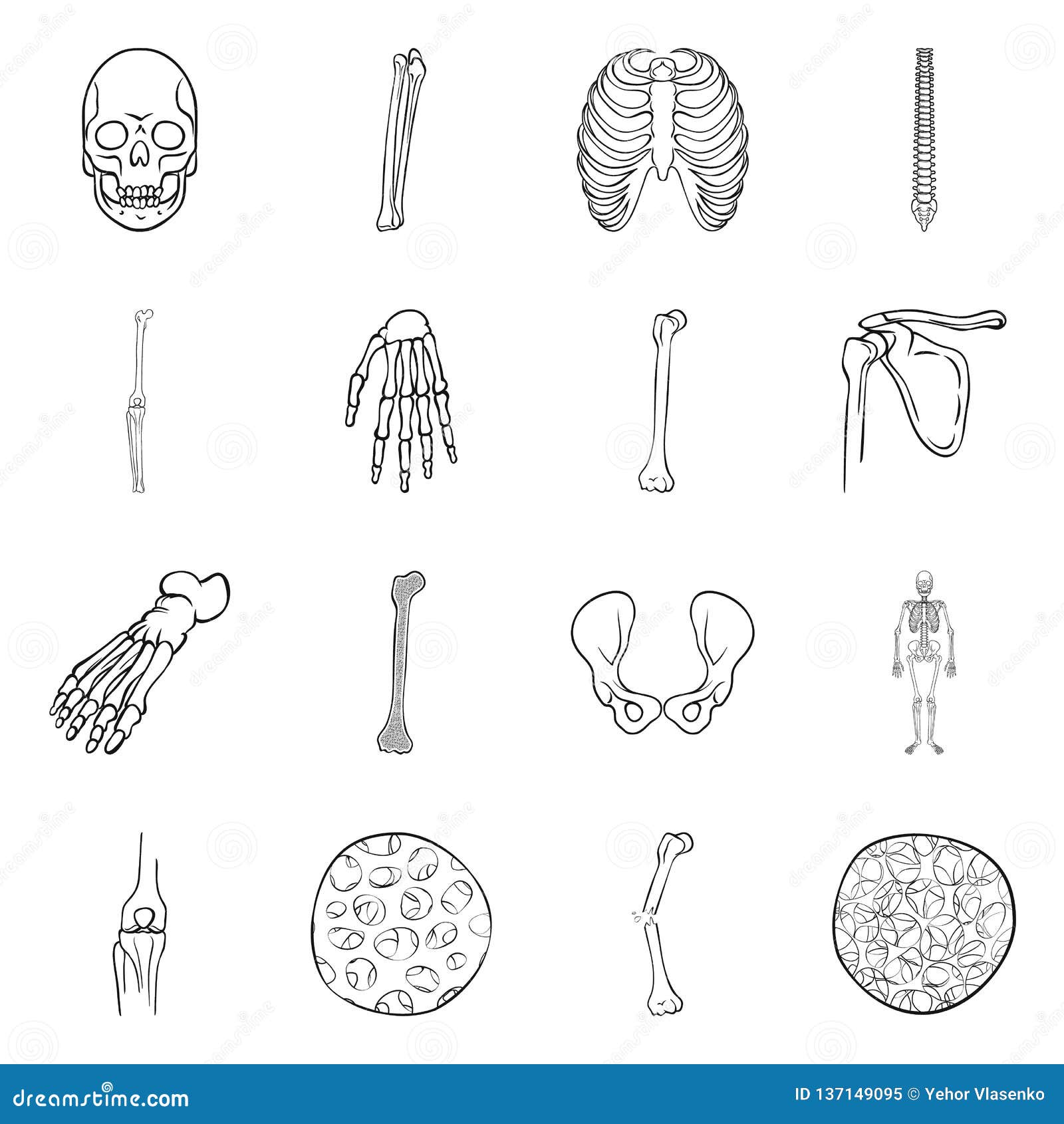 Vector Design of Bone and Skeleton Sign. Set of Bone and Human Stock ...
