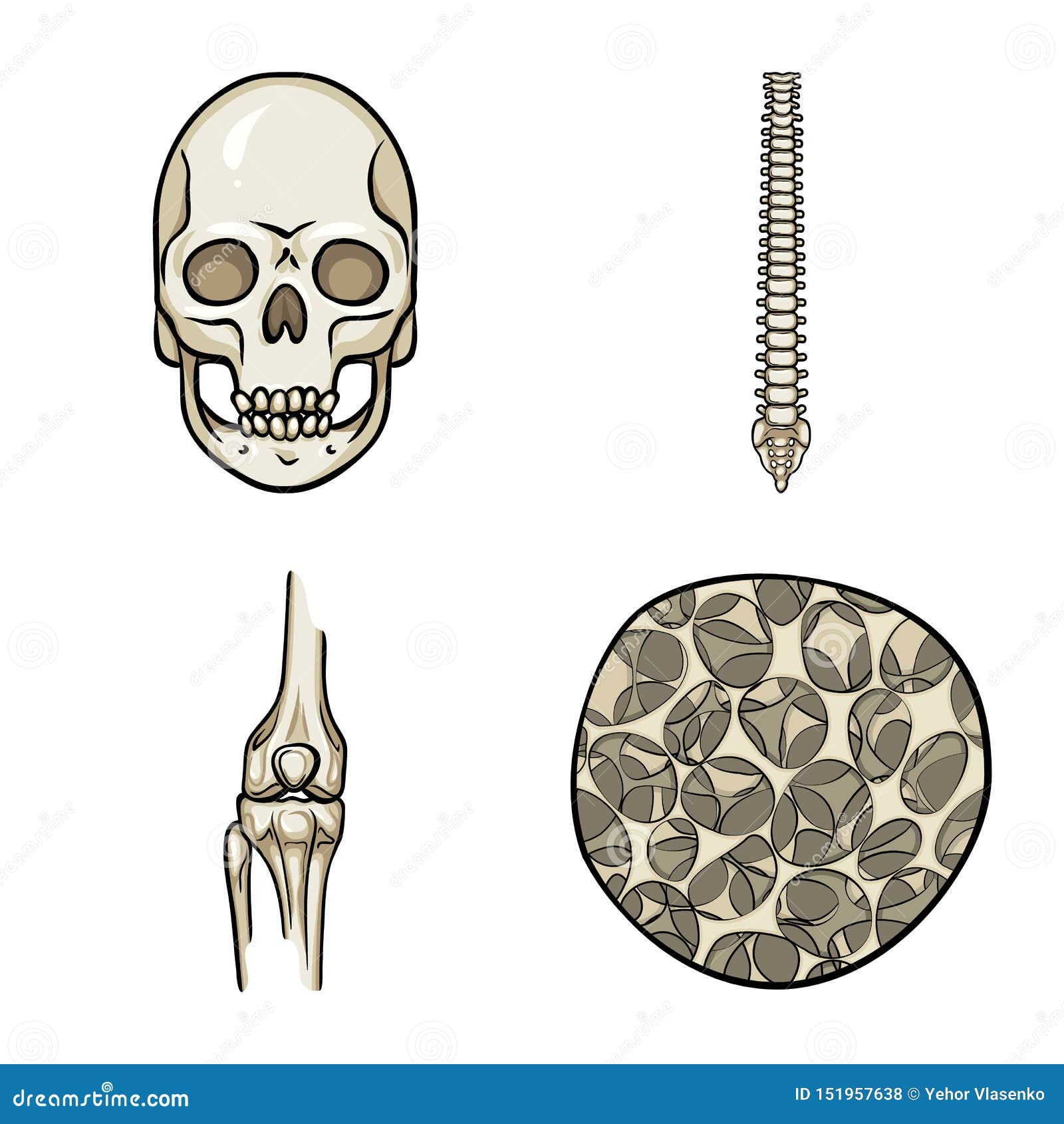 Vector Design of Bone and Skeleton Symbol. Collection of Bone and Human ...