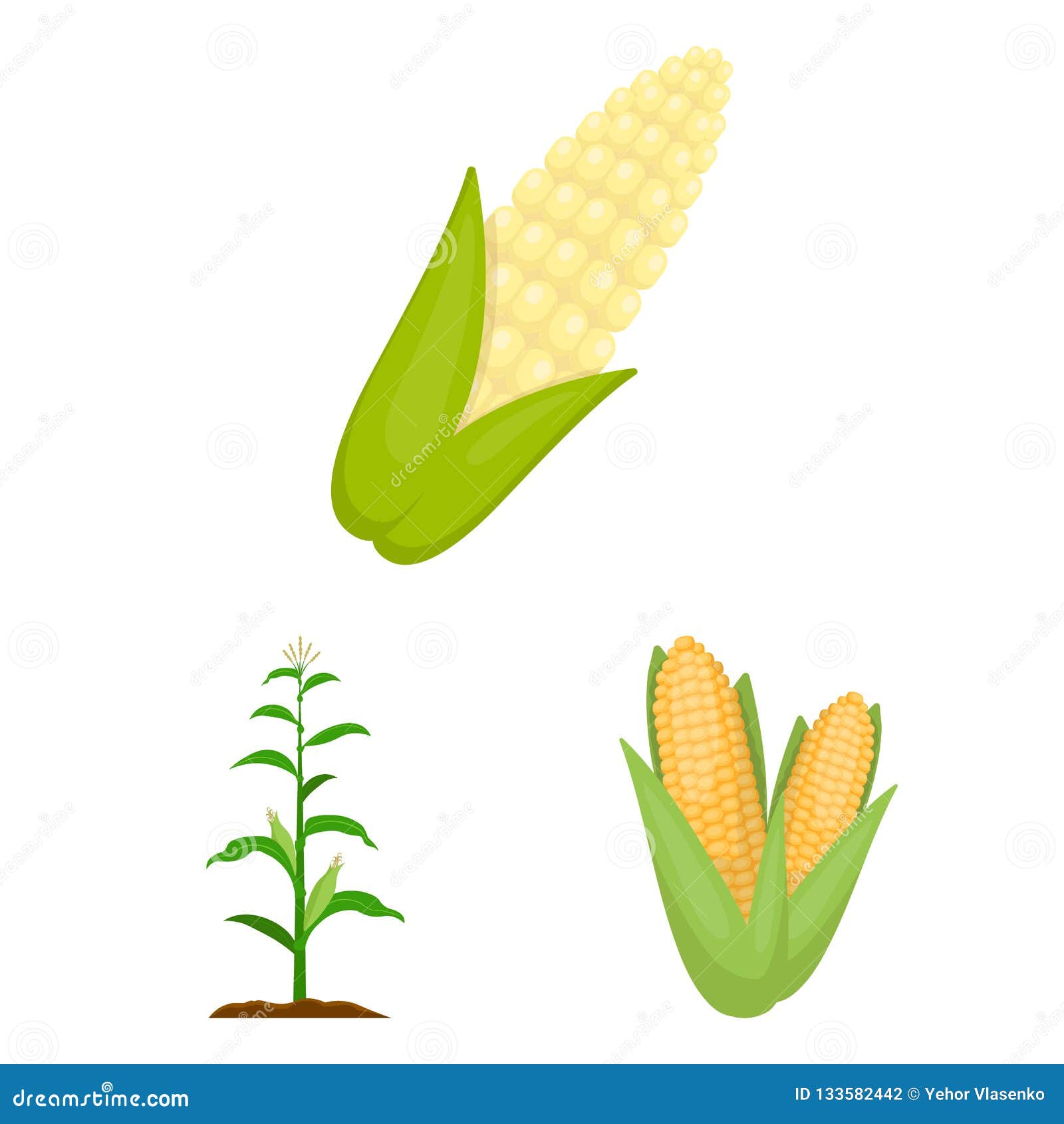 Vector Design of Corn and Leaf Icon. Set of Corn and Sweet Vector Icon ...