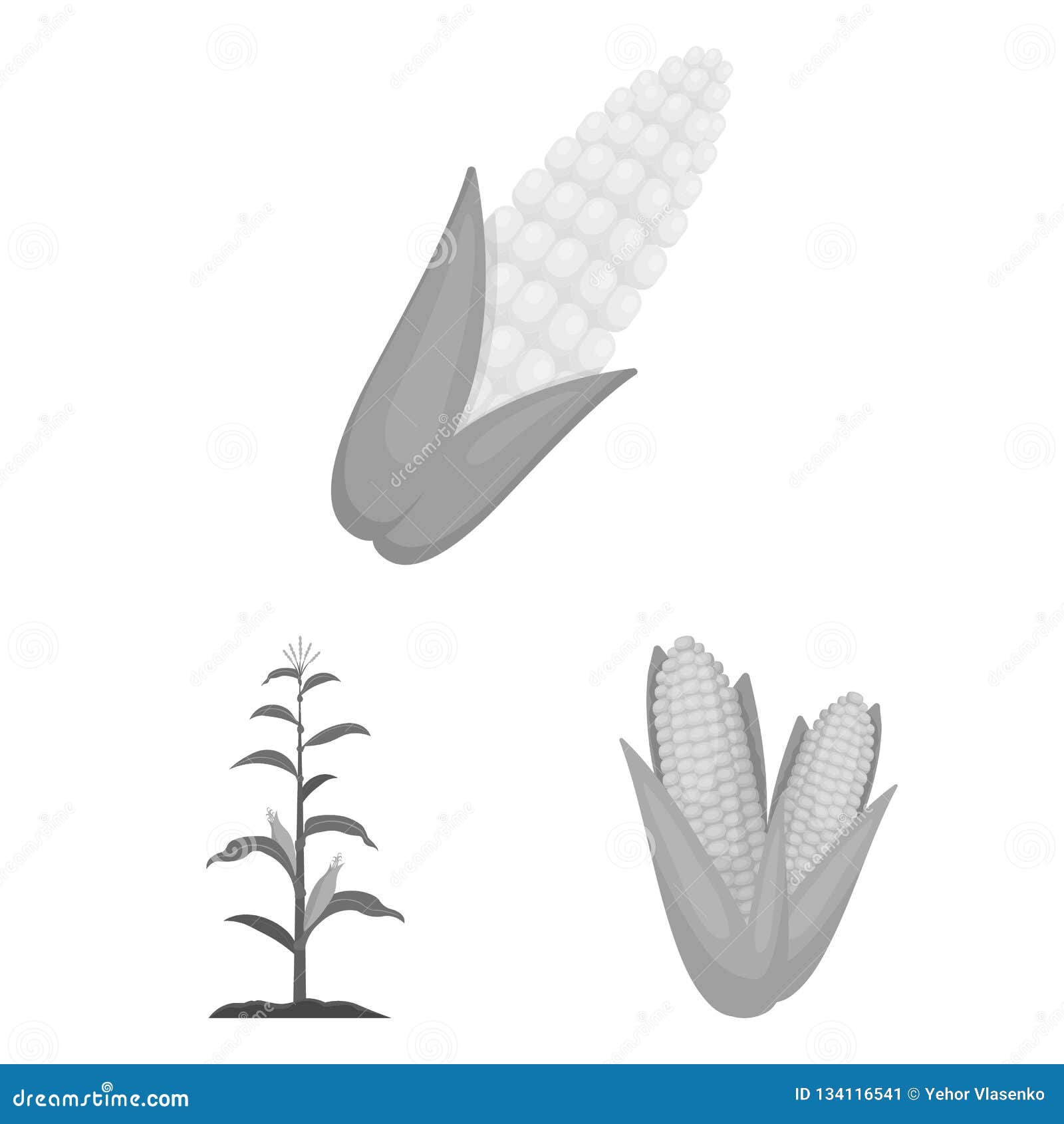 Vector Design of Corn and Leaf Logo. Collection of Corn and Sweet Stock ...