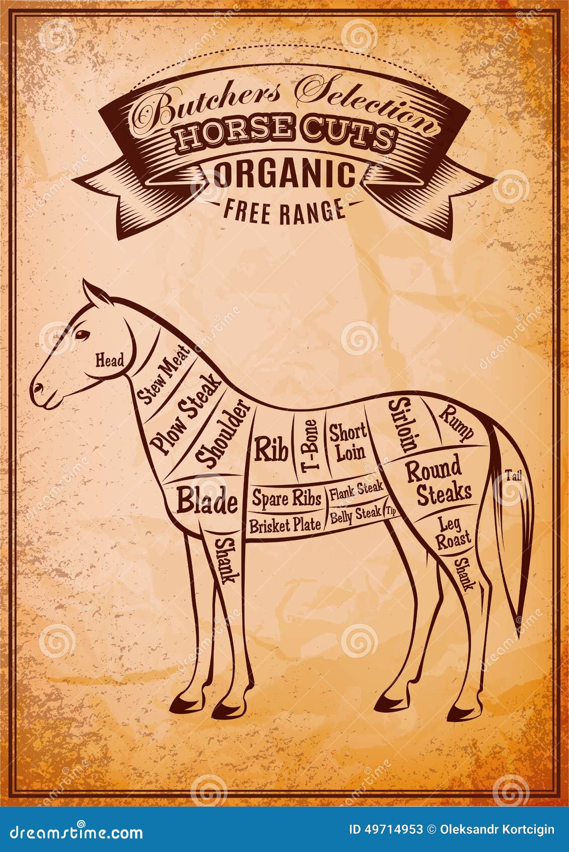 Diagram Cut Carcasses Salmon, Swordfish, Herring, Tuna Cartoon Vector ...