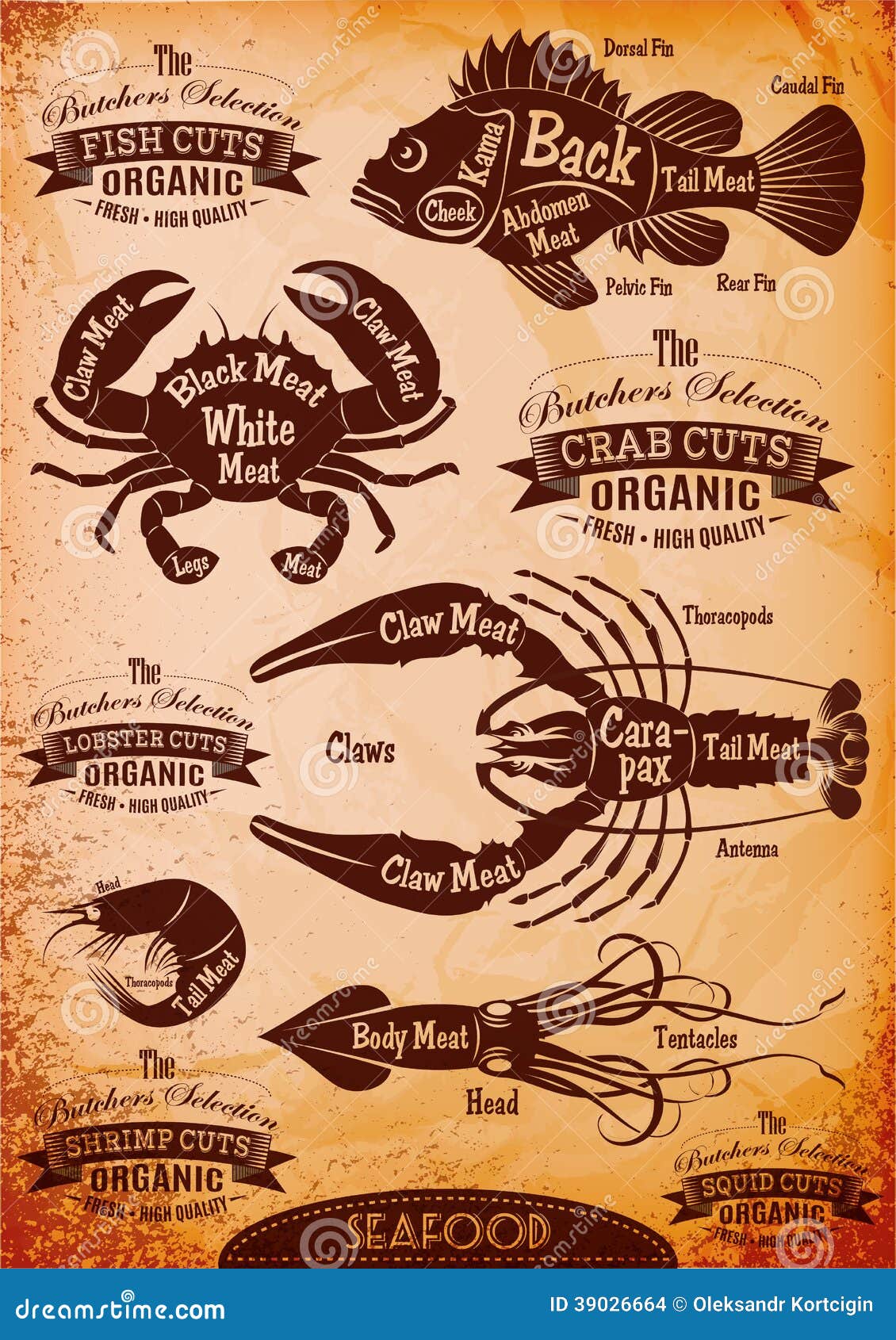 Diagram Cut Carcasses Salmon, Swordfish, Herring, Tuna Cartoon Vector ...