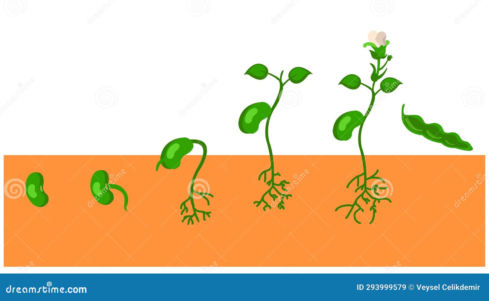 A Vector Diagram of Growth of a Plant Stock Illustration - Illustration ...