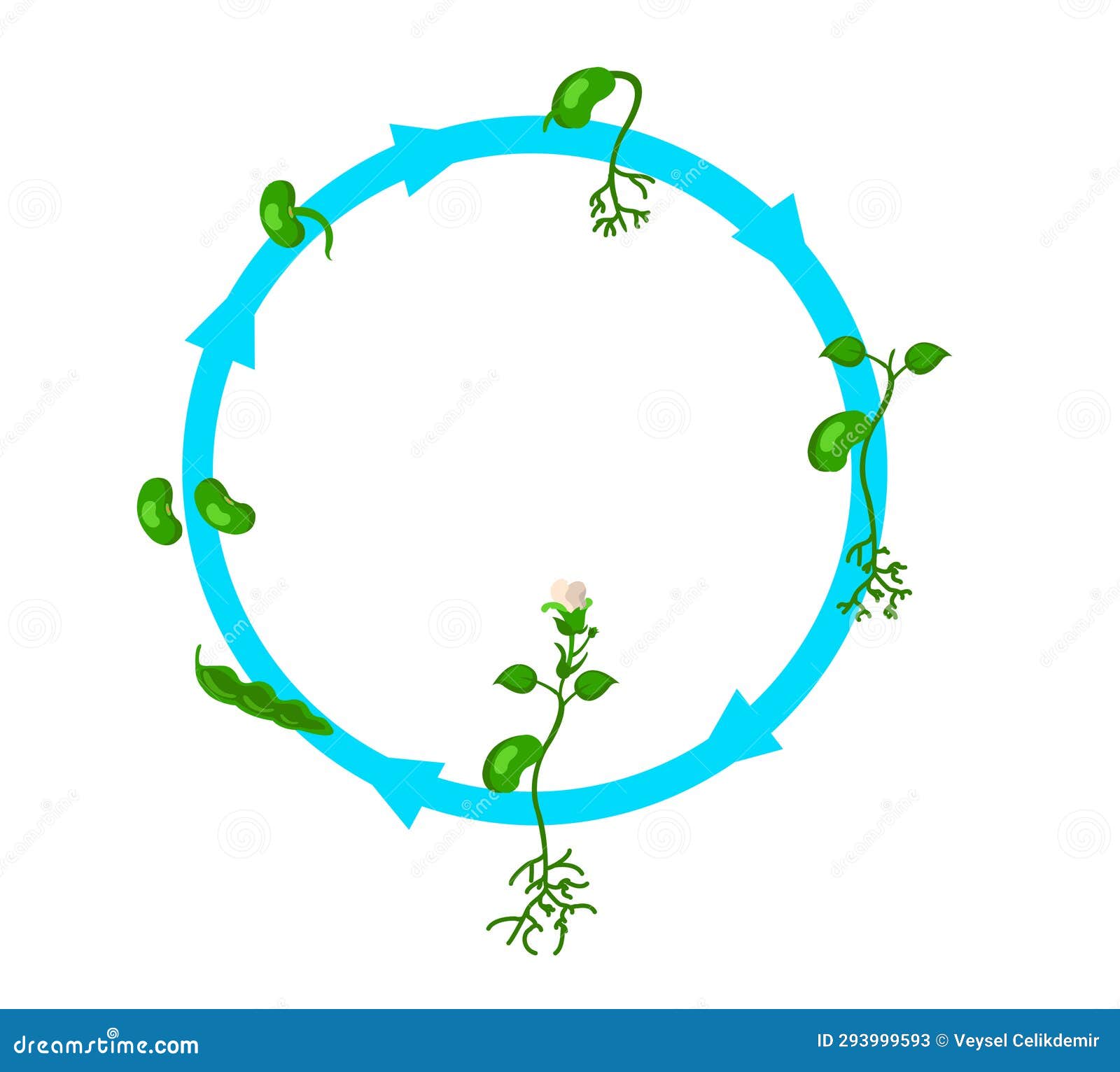 A Vector Diagram of Growth of a Plant Stock Vector - Illustration of ...