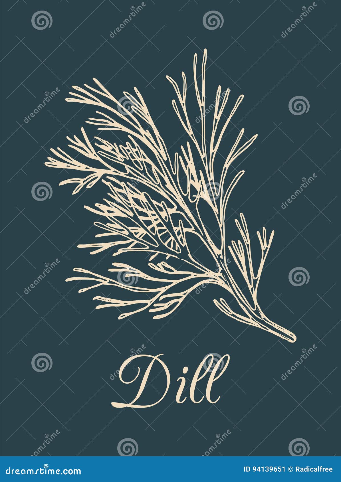 Vector Dill Illustration On Dark Background Hand Drawn Sketch Of Spice Plant Botanical Drawing