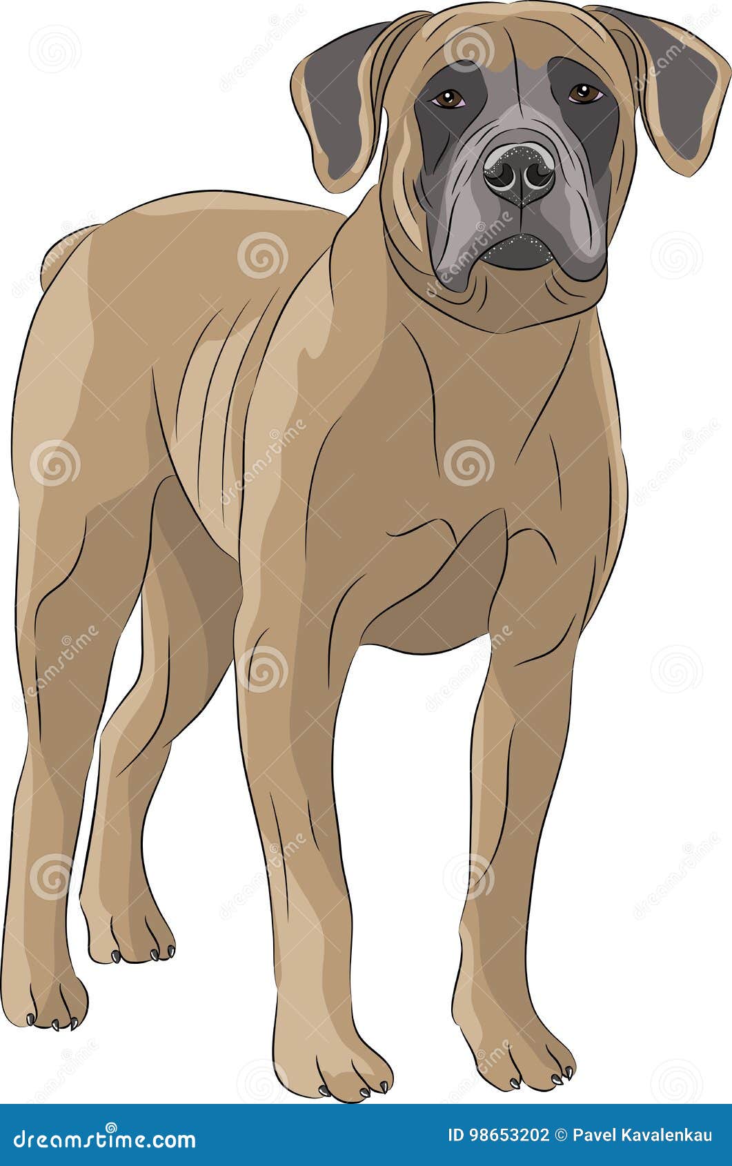 Boerboel, South African Mastiff Dog Digital Art Illustration Isolated ...