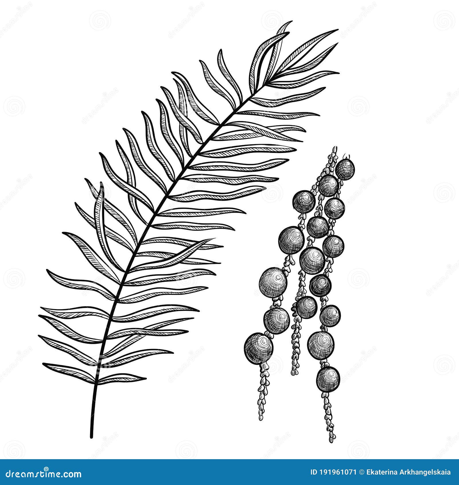 Vector drawing acai stock vector. Illustration of plant - 191961071