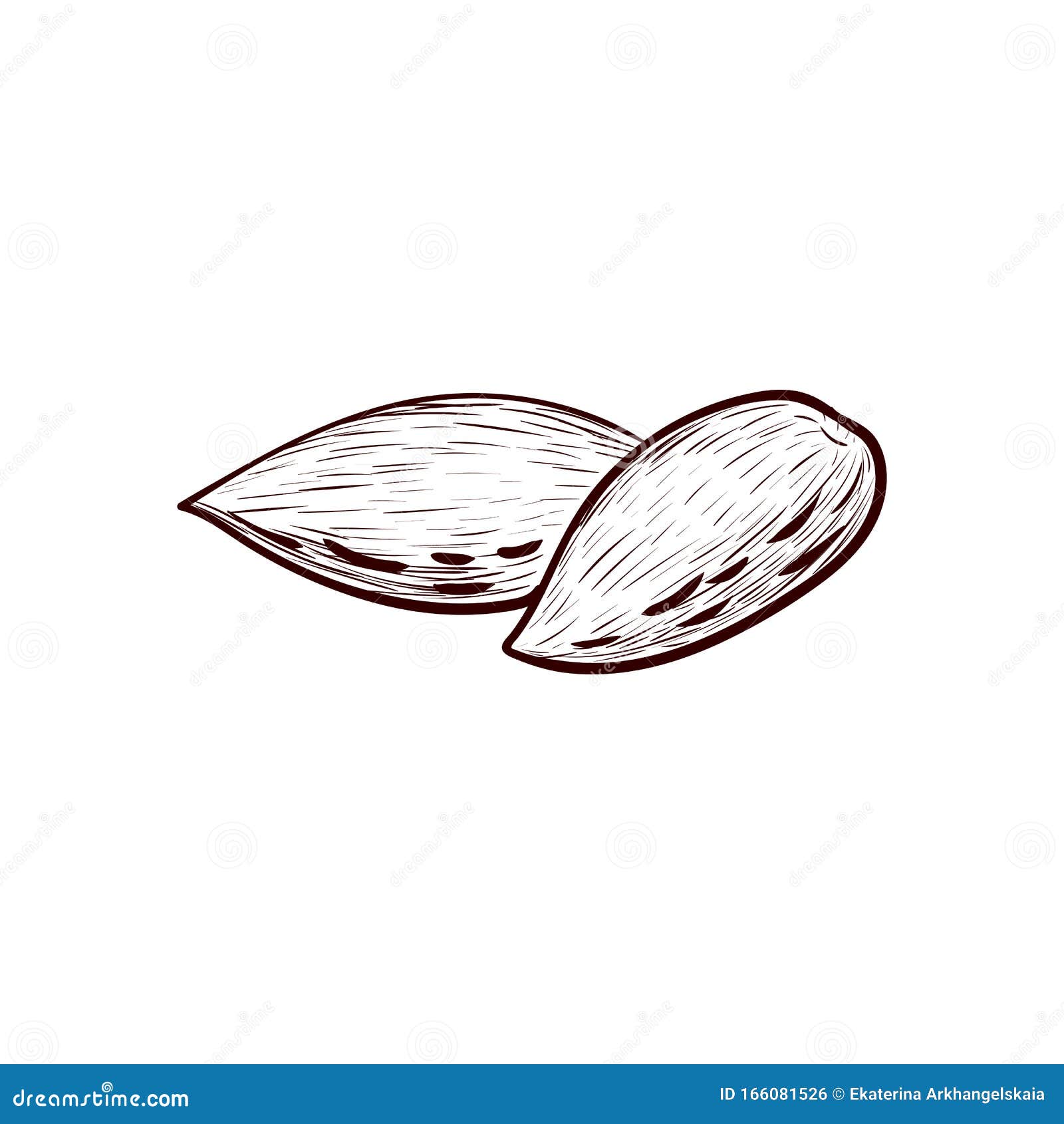 Almond Drawing