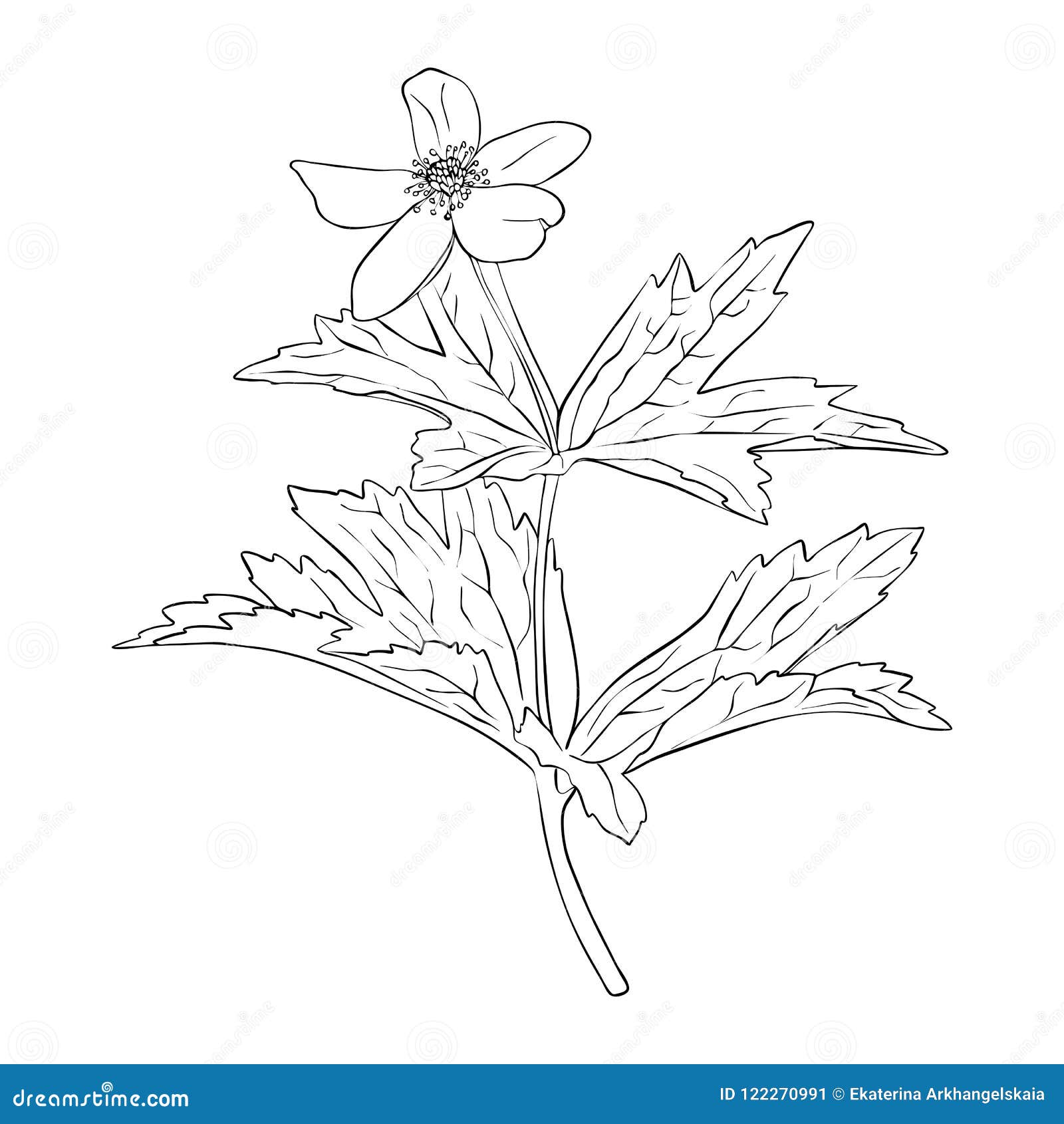 Vector drawing anemone stock vector. Illustration of thimbleweed ...