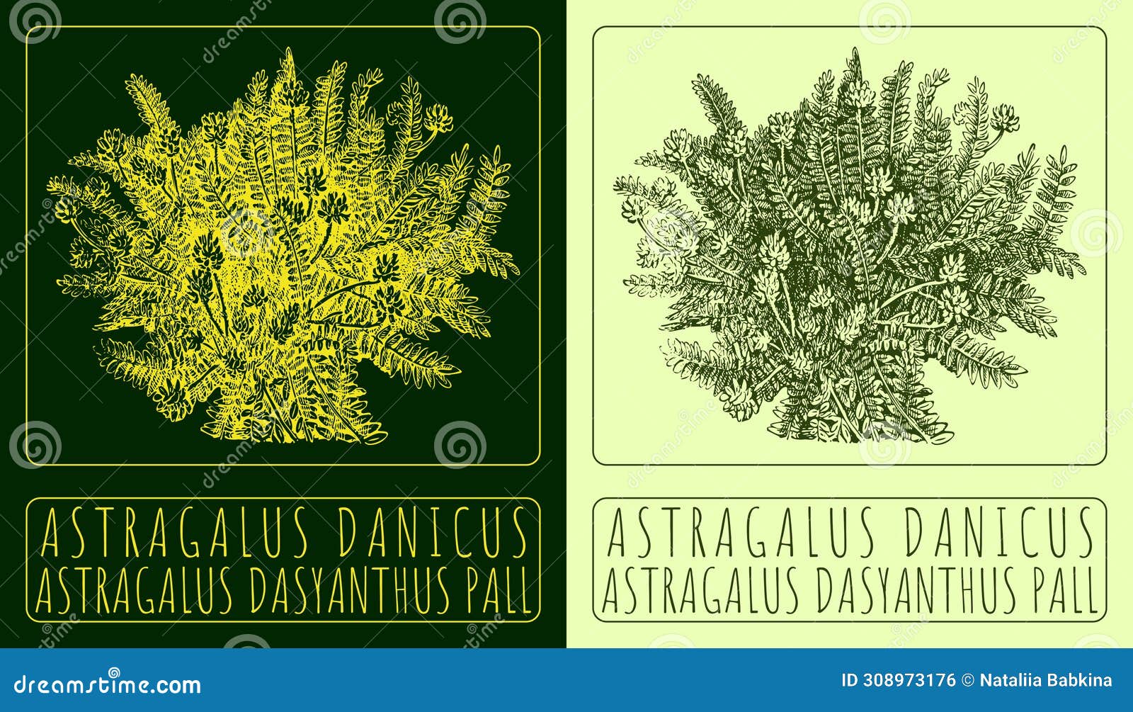 Vector With An Astragalus Propinquus And Texture | CartoonDealer.com ...