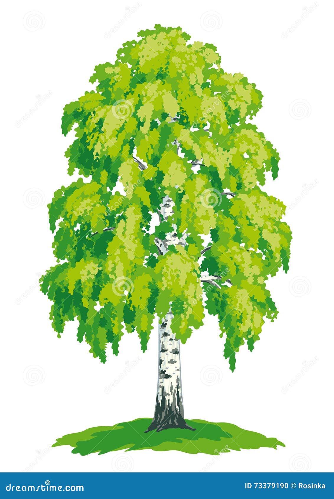 Vector drawing of birch stock illustration. Illustration of wild - 73379190