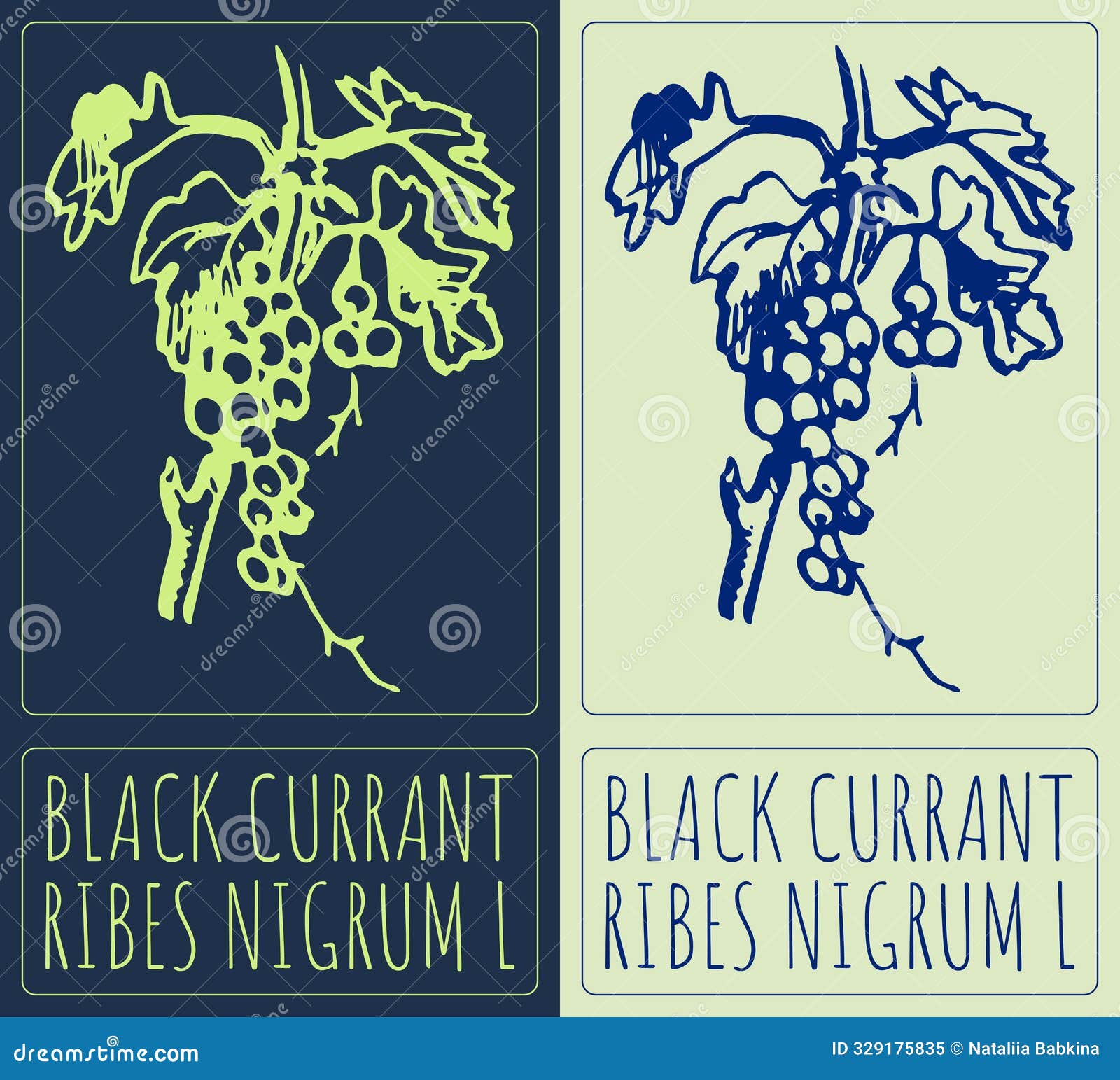 Vector Drawing BLACK CURRANT. Hand Drawn Illustration Stock ...