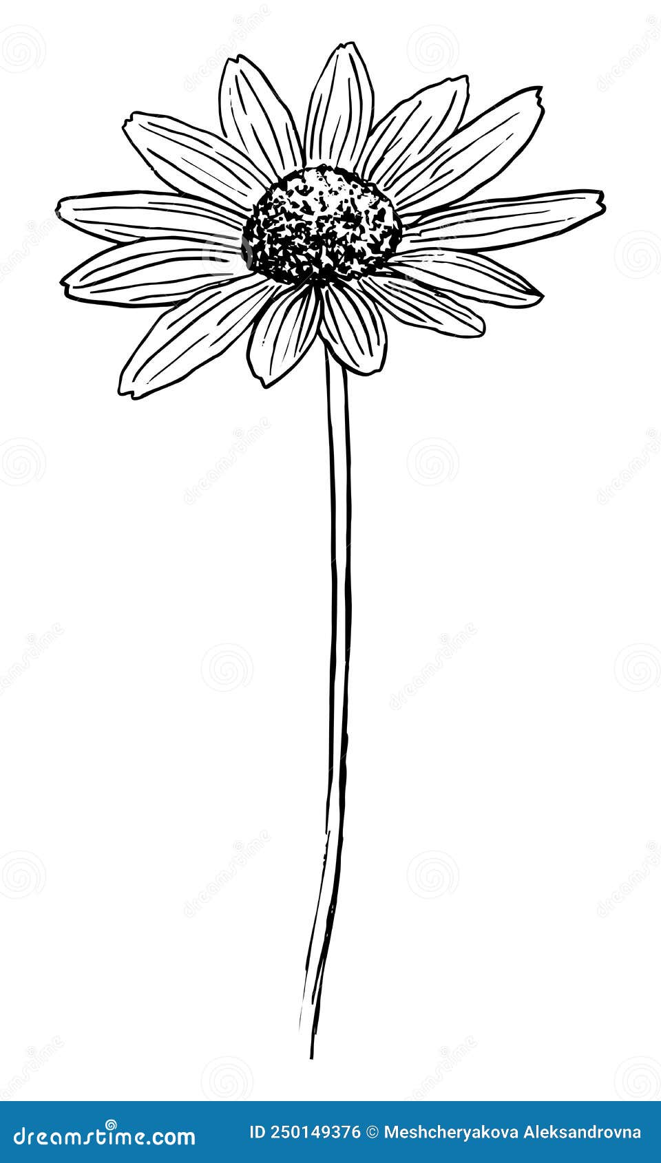 VECTOR DRAWING of a BLACK FLOWERING RUDBECKIA on a WHITE BACKGROUND ...