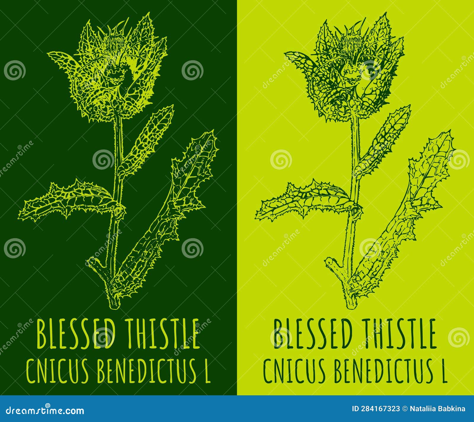 Vector Drawing BLESSED THISTLE. Hand Drawn Illustration Stock ...