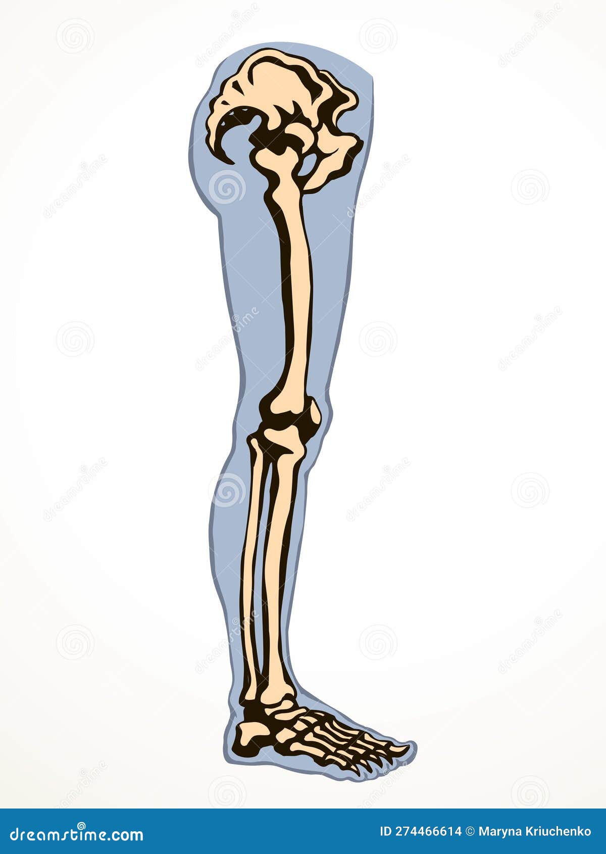 Vector Drawing. Bones of the Leg Stock Illustration - Illustration of ...