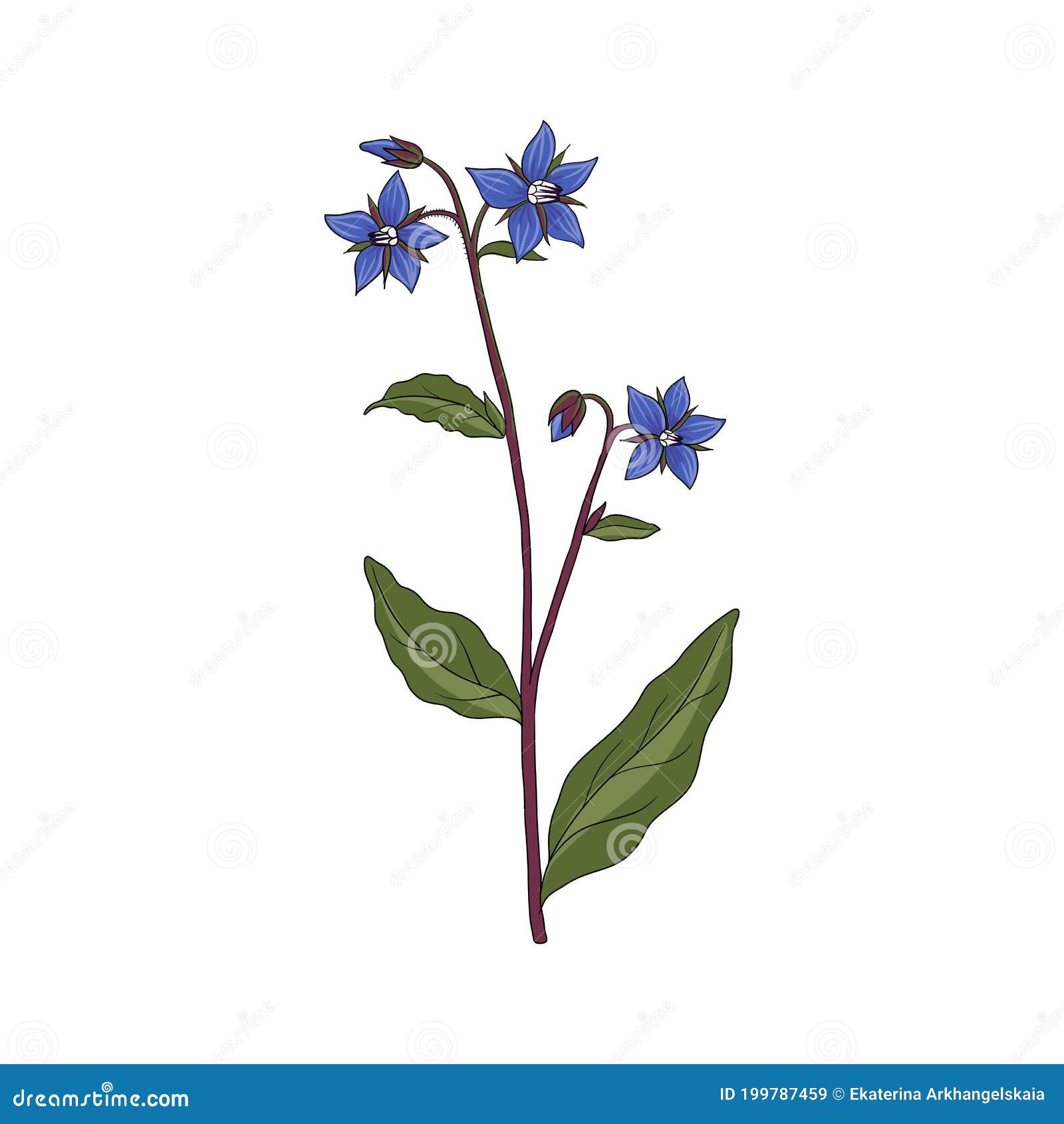 Borage Or Borago Officinalis Also Known As Starflower Vector ...