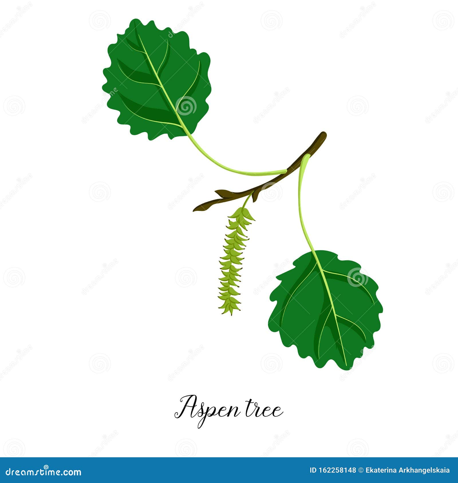 Vector Drawing Branch of Aspen Tree Stock Vector - Illustration of ...