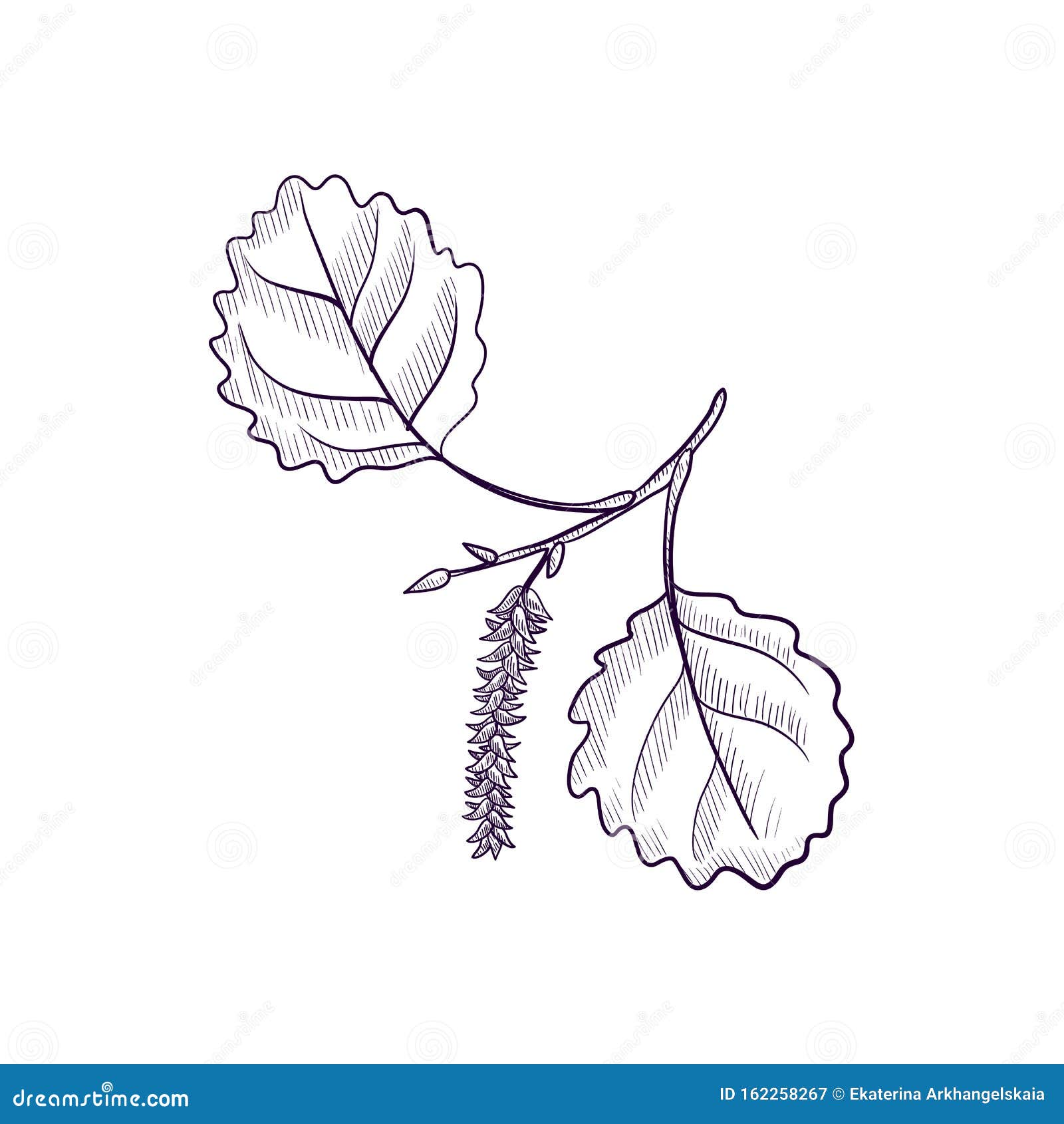 Aspen Tree. Vector | CartoonDealer.com #20014450