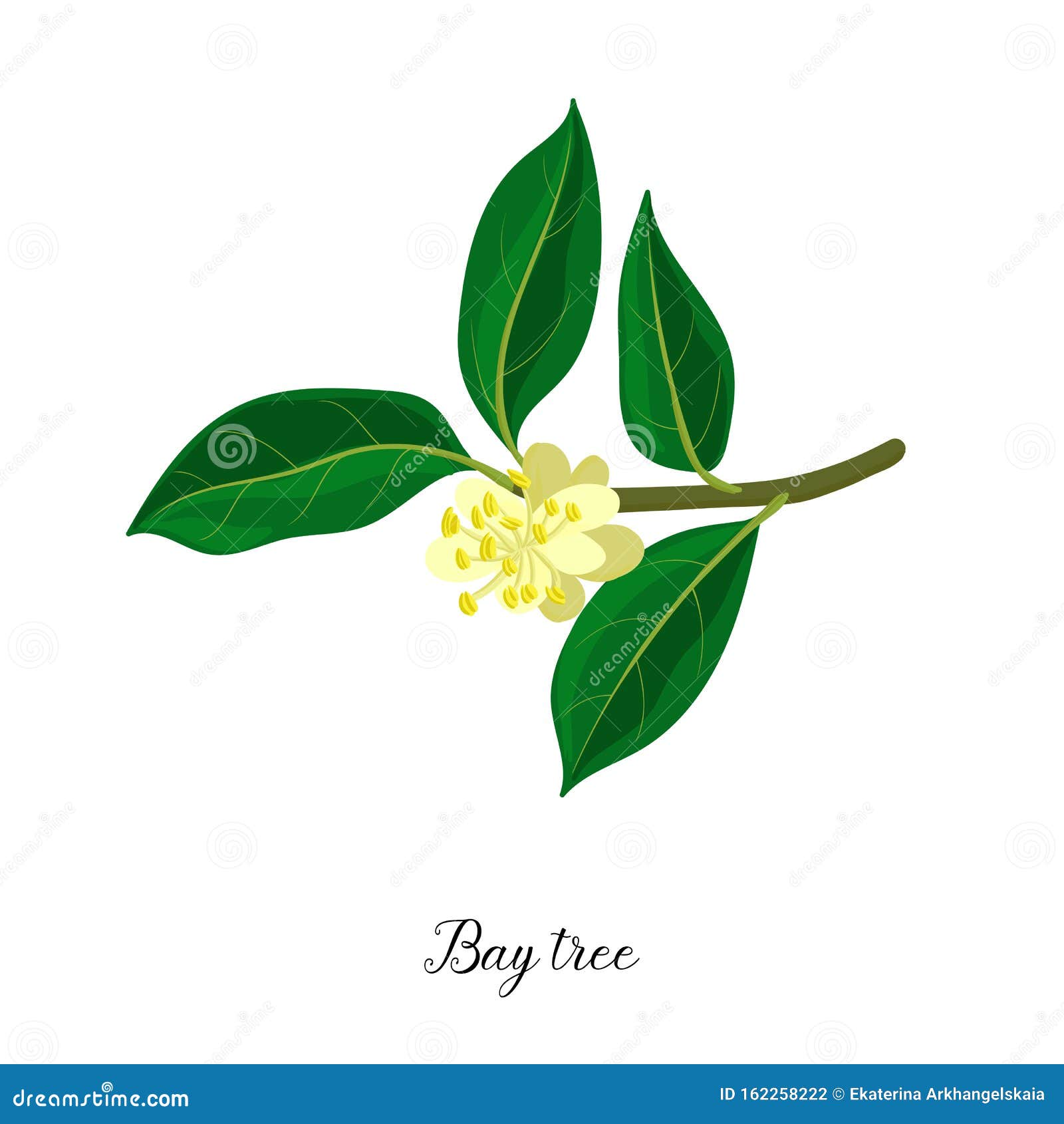 Vector Drawing Branch of Bay Tree Stock Vector - Illustration of ...