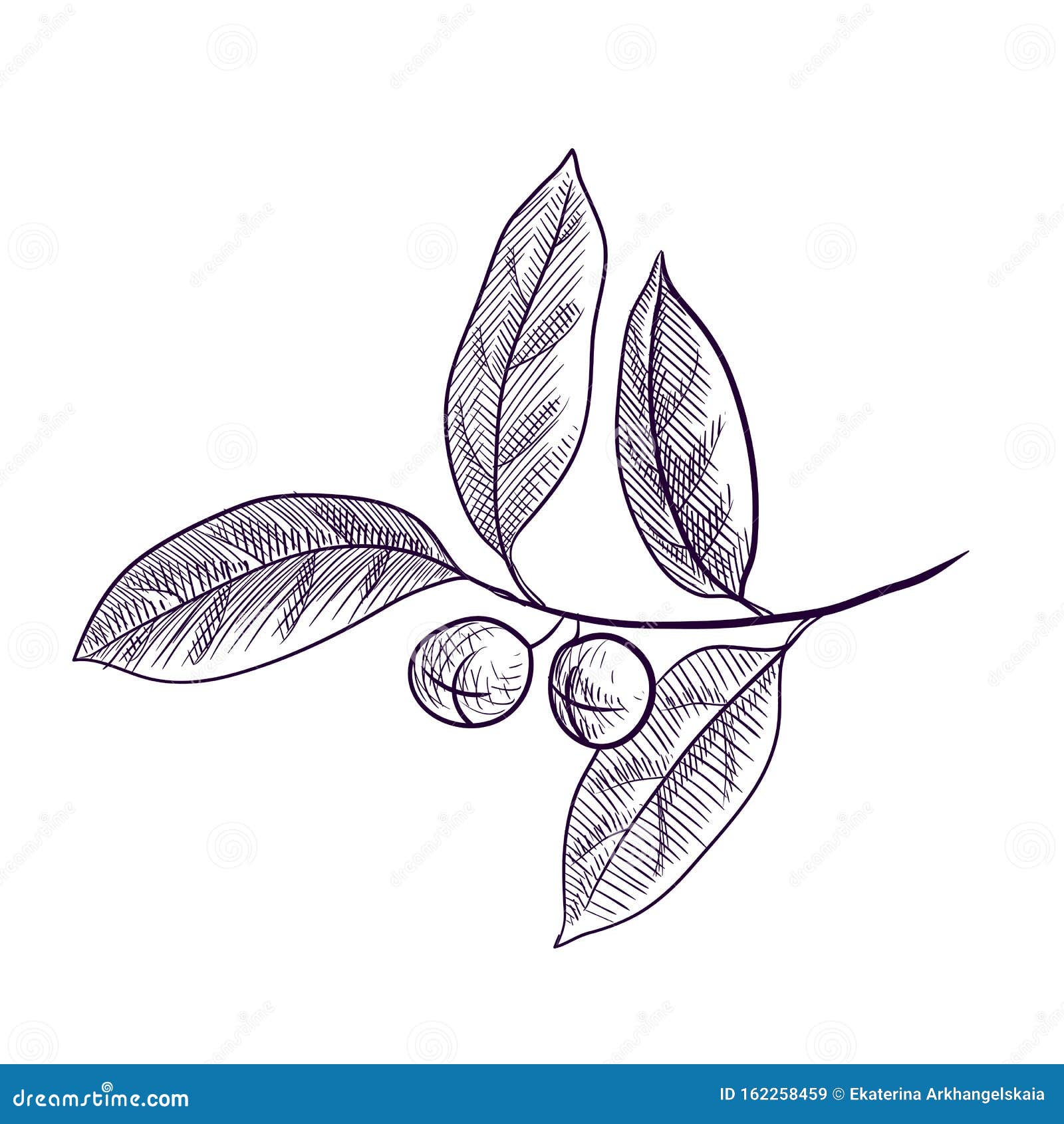 Vector Drawing Branch of Bay Tree Stock Vector - Illustration of growth ...