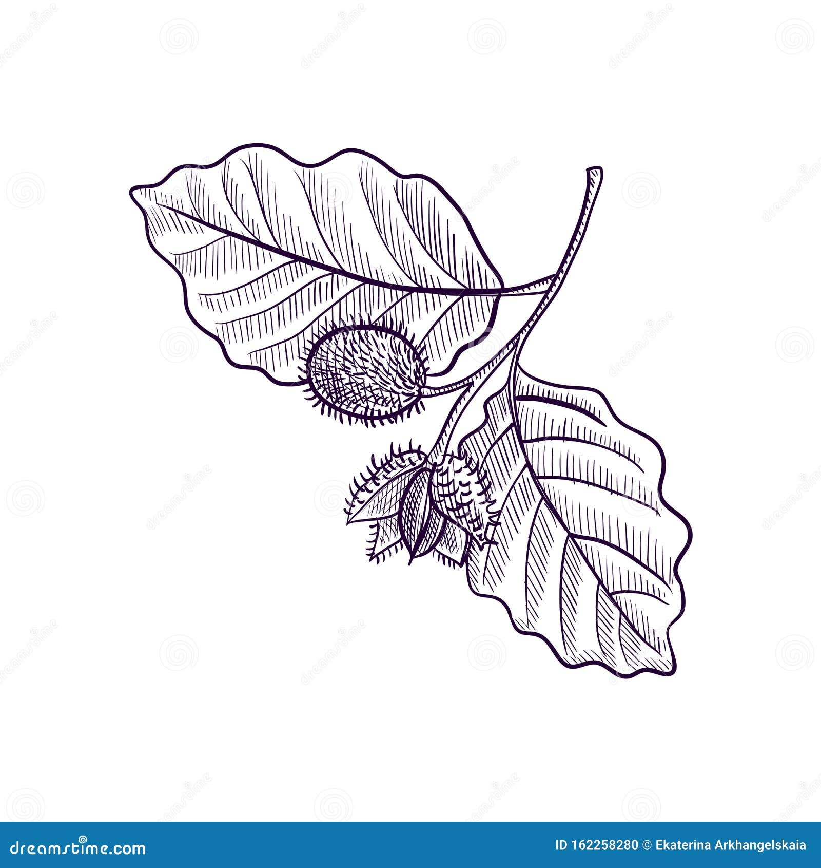 Vector Drawing Branch of Beech Tree Stock Vector - Illustration of ...