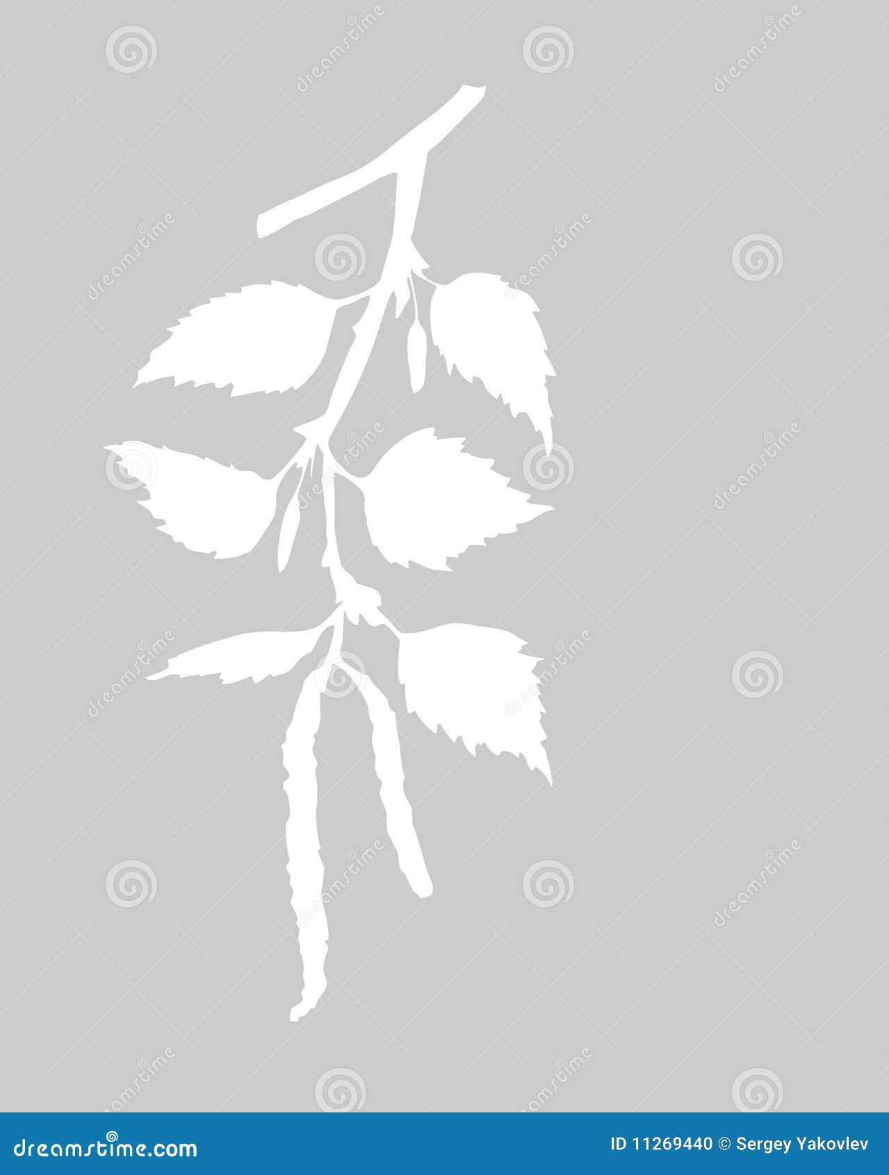 Branch Of Birch With Green Leaves And Aments. Spring Season Decor ...