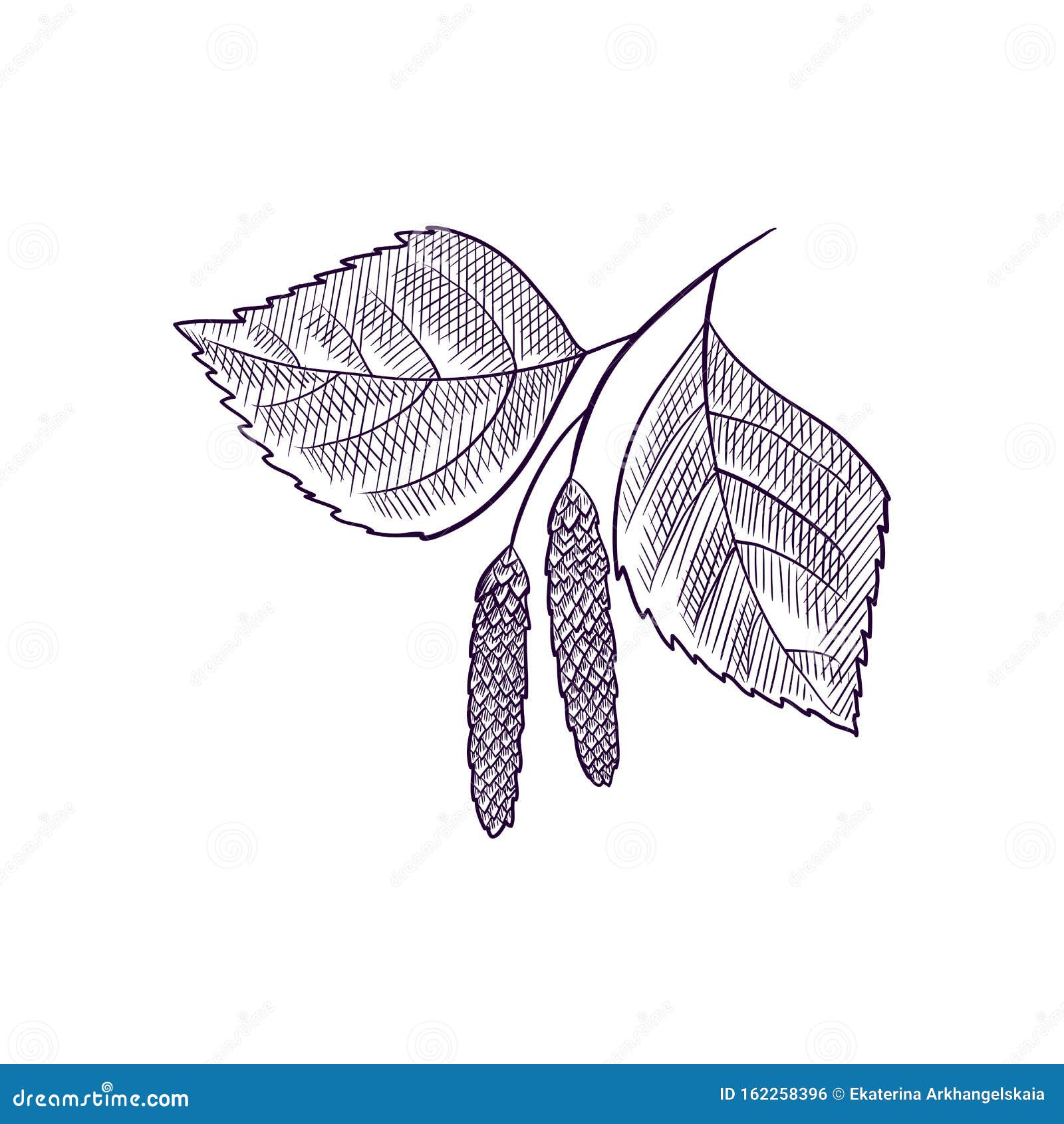 Vector Drawing Branch of Birch Tree Stock Vector - Illustration of ...