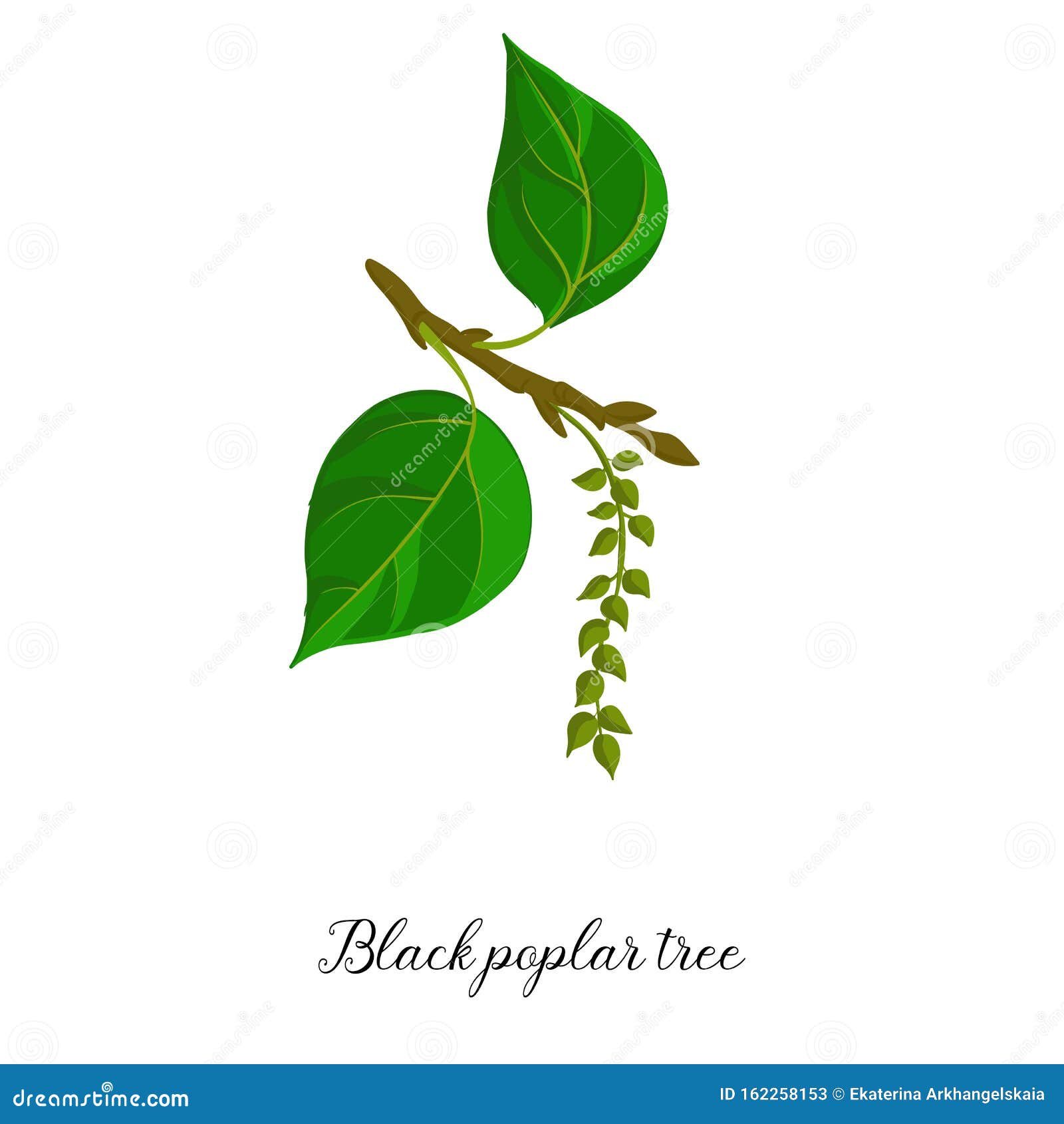 Vector Drawing Branch of Black Poplar Tree Stock Vector - Illustration ...